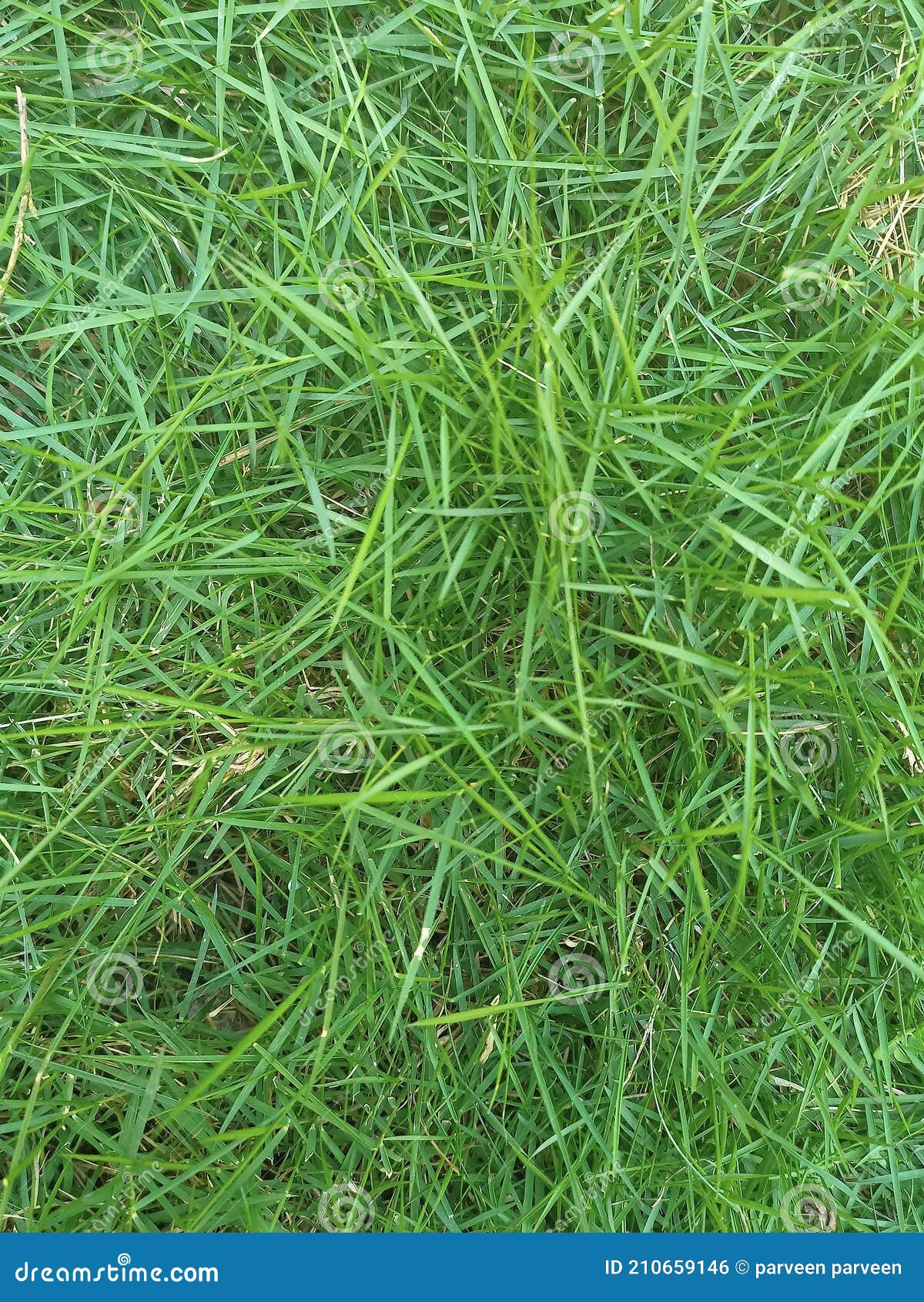 Very Beautiful Chinese Graas in Stock Photo - Image of graash ...