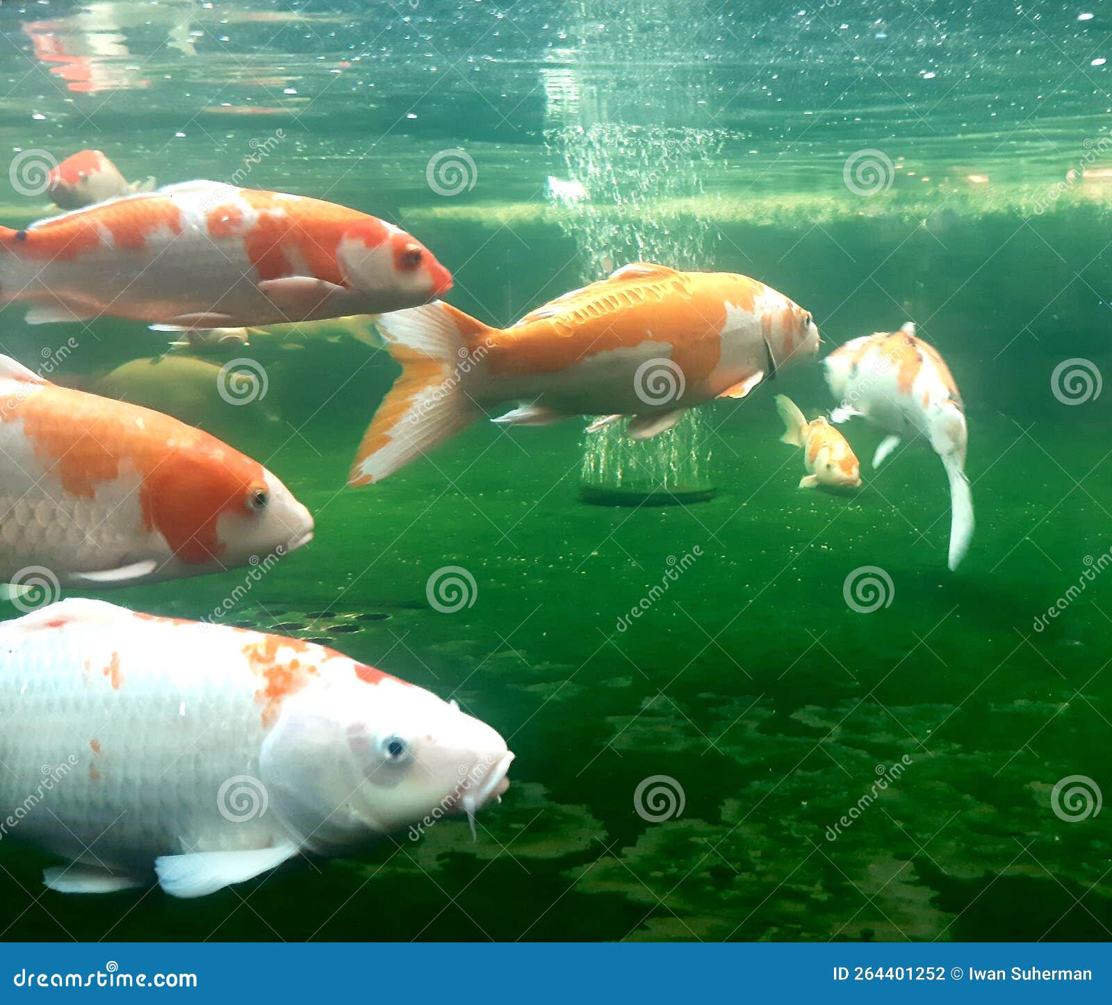 A Very Beautiful Collection of Koi Fish Stock Photo - Image of ...
