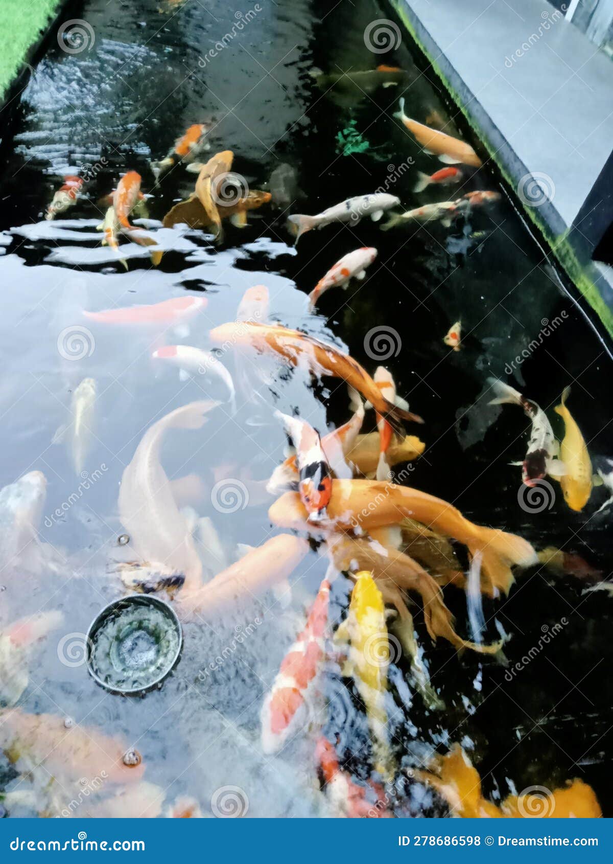 A Very Beautiful Collection of Koi Fish Stock Photo - Image of fish ...