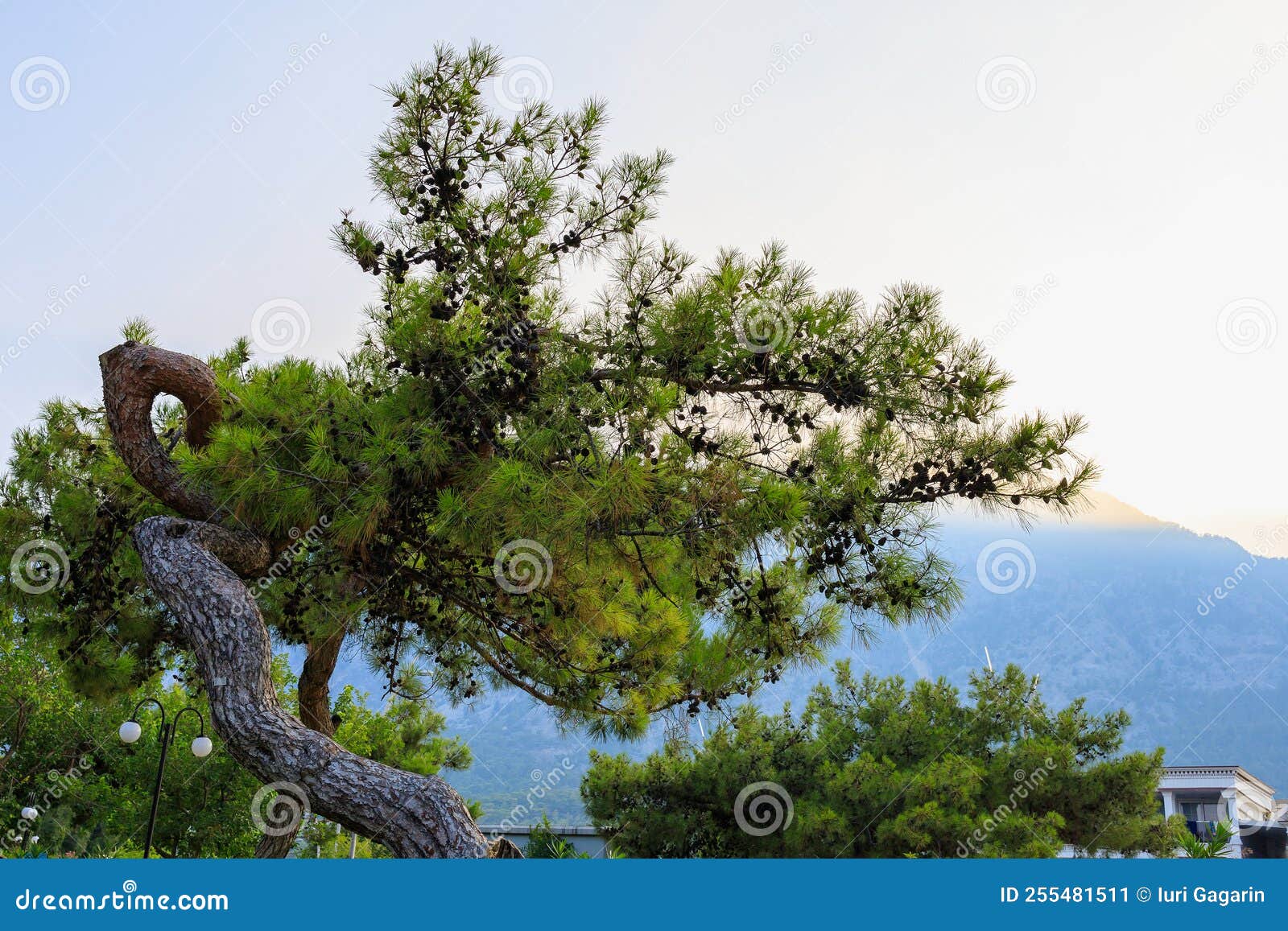 A Very Beautiful Coniferous Winding Tree in the Mountains at Dawn or at ...
