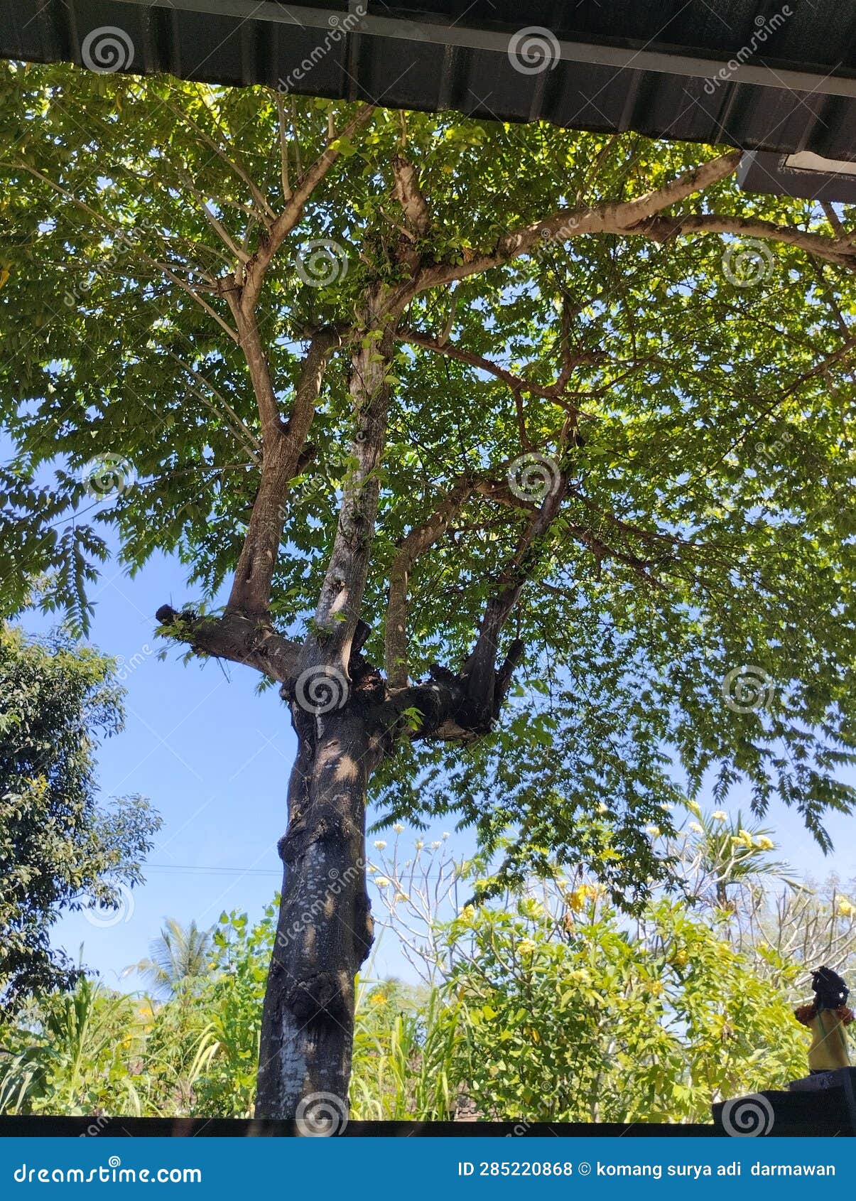 Very Beautiful and Cool Singapur Bali Tree Stock Photo - Image of bali ...