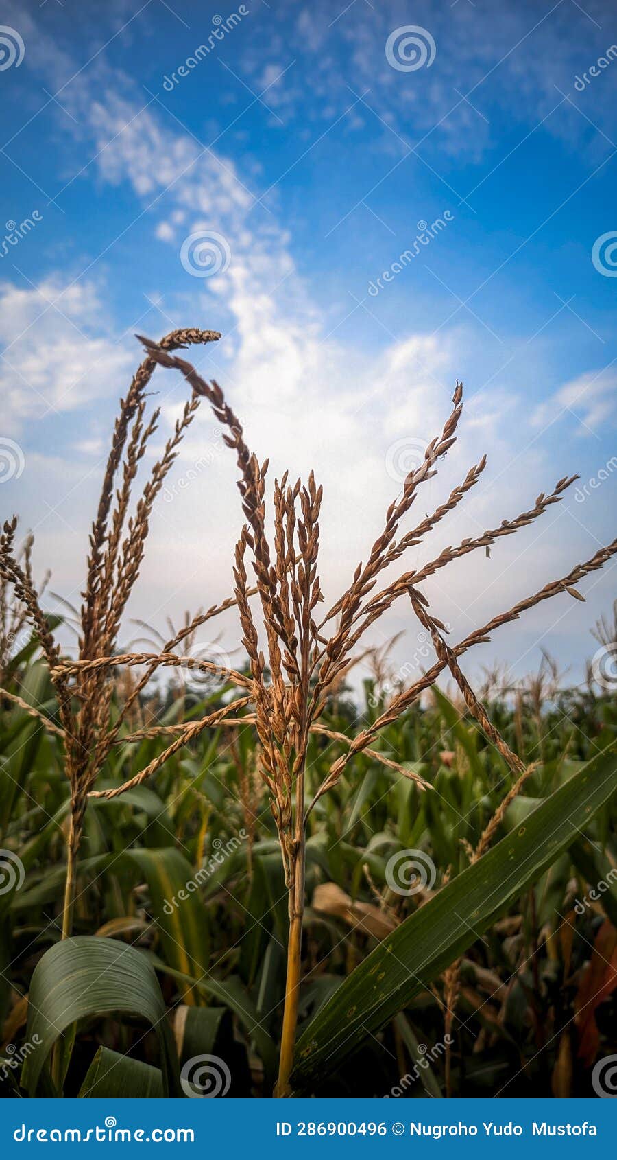 Very beautiful corn plant stock photo. Image of agriculture - 286900496
