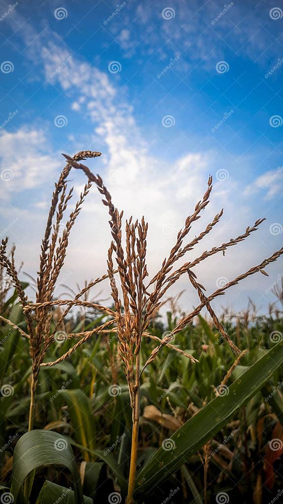 Very beautiful corn plant stock photo. Image of agriculture - 286900496