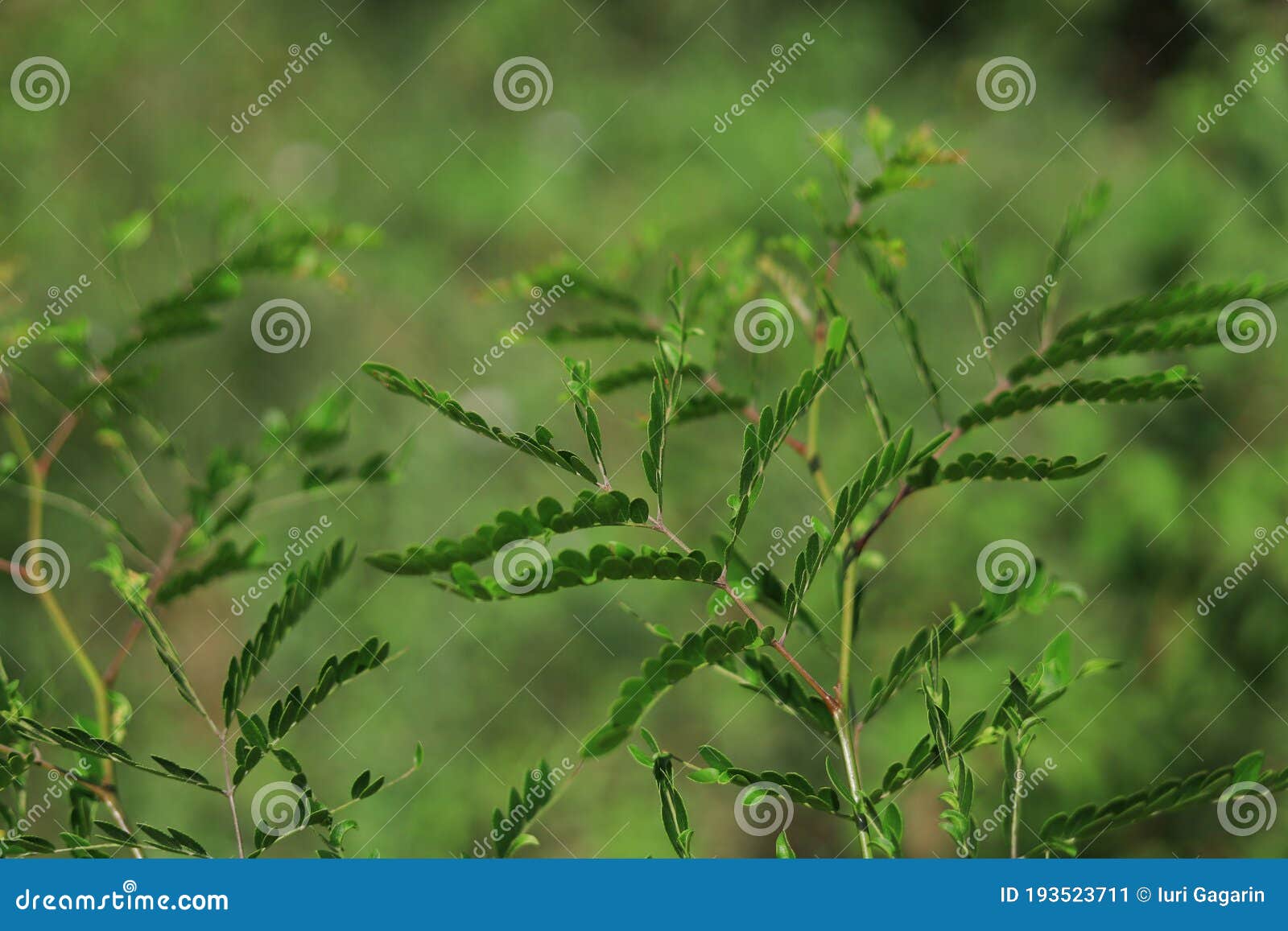 Very Beautiful and Delicate Branches of a Young Acacia Tree with ...