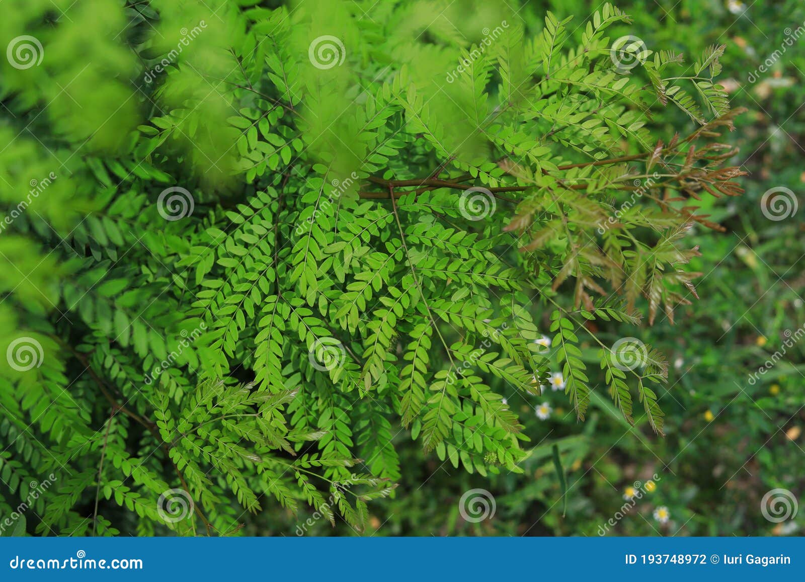 Very Beautiful and Delicate Branches of a Young Acacia Tree with ...