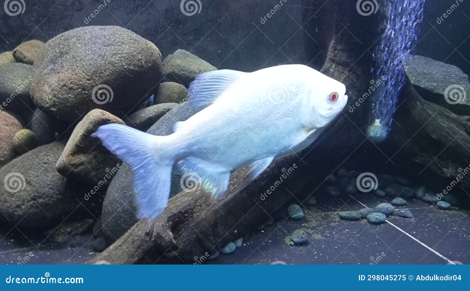 Very Beautiful Fish To Look at Stock Image - Image of look, beautiful ...