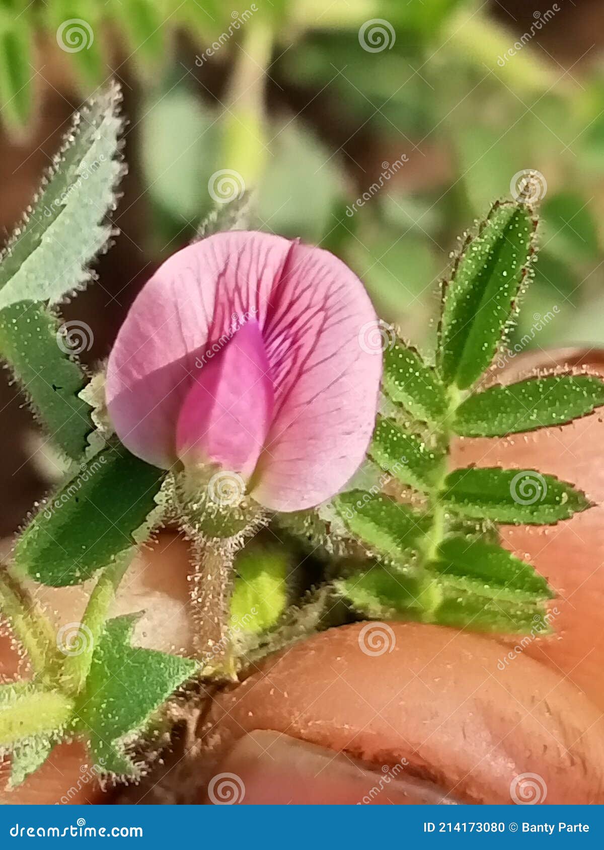 Very Beautiful Flower of Gram Stock Photo - Image of branch, blossom ...
