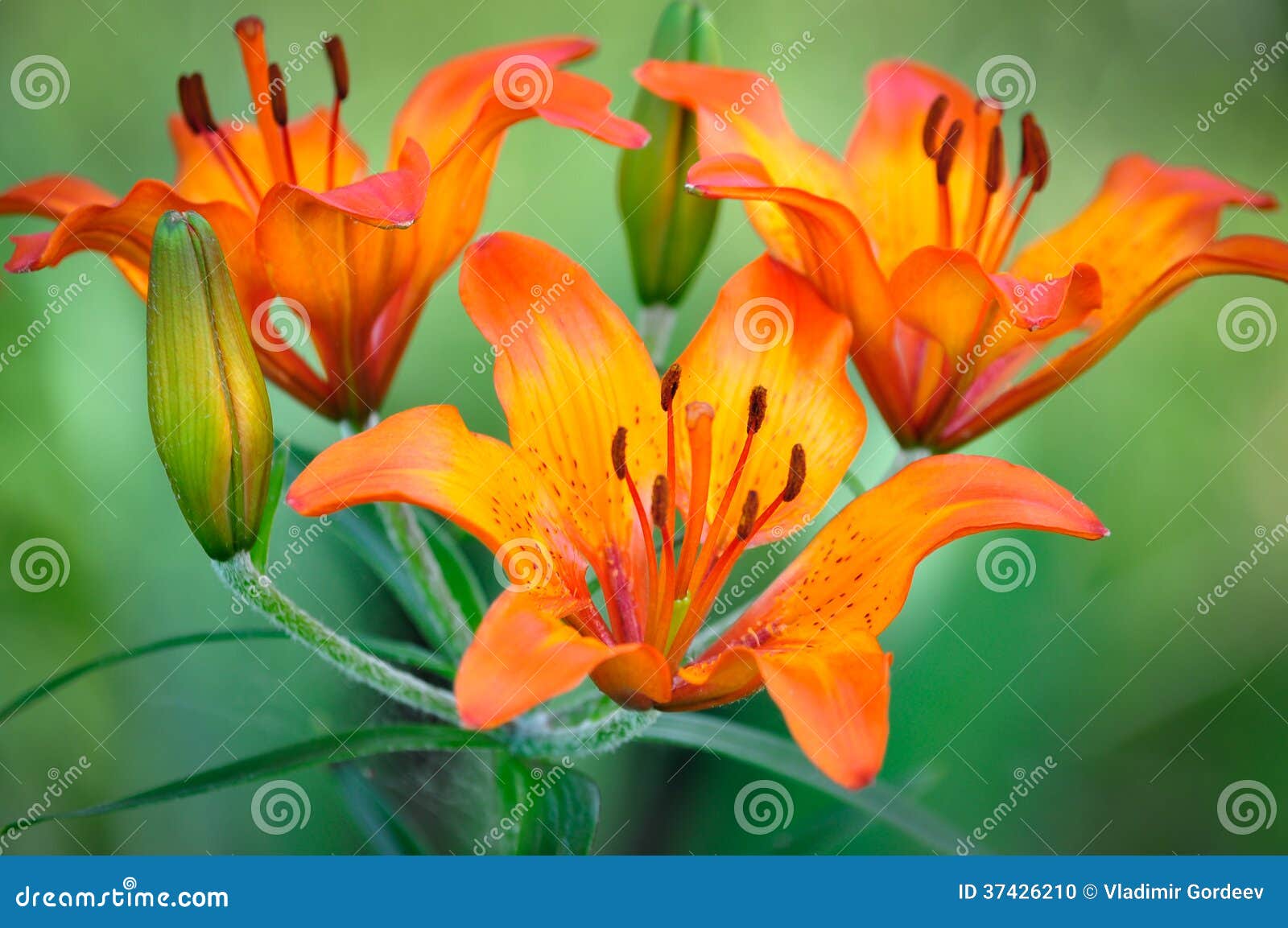 Very beautiful flower lily stock photo. Image of flower - 37426210