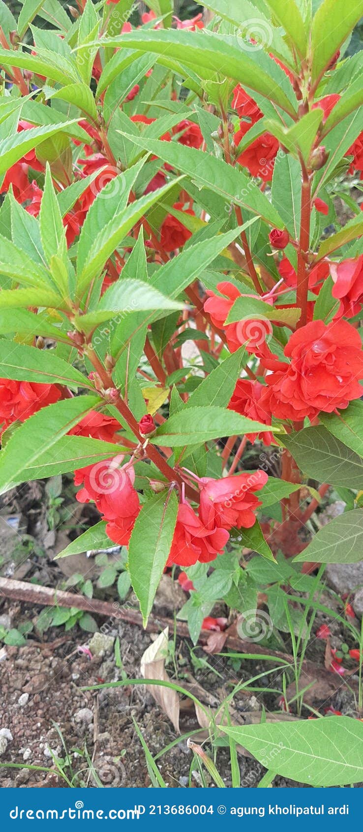 A Very Beautiful Flower Pinkish Red Stock Photo - Image of deciduous ...