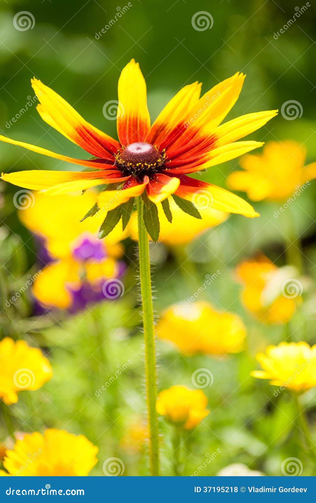 Very beautiful flower stock photo. Image of flower, card - 37195218