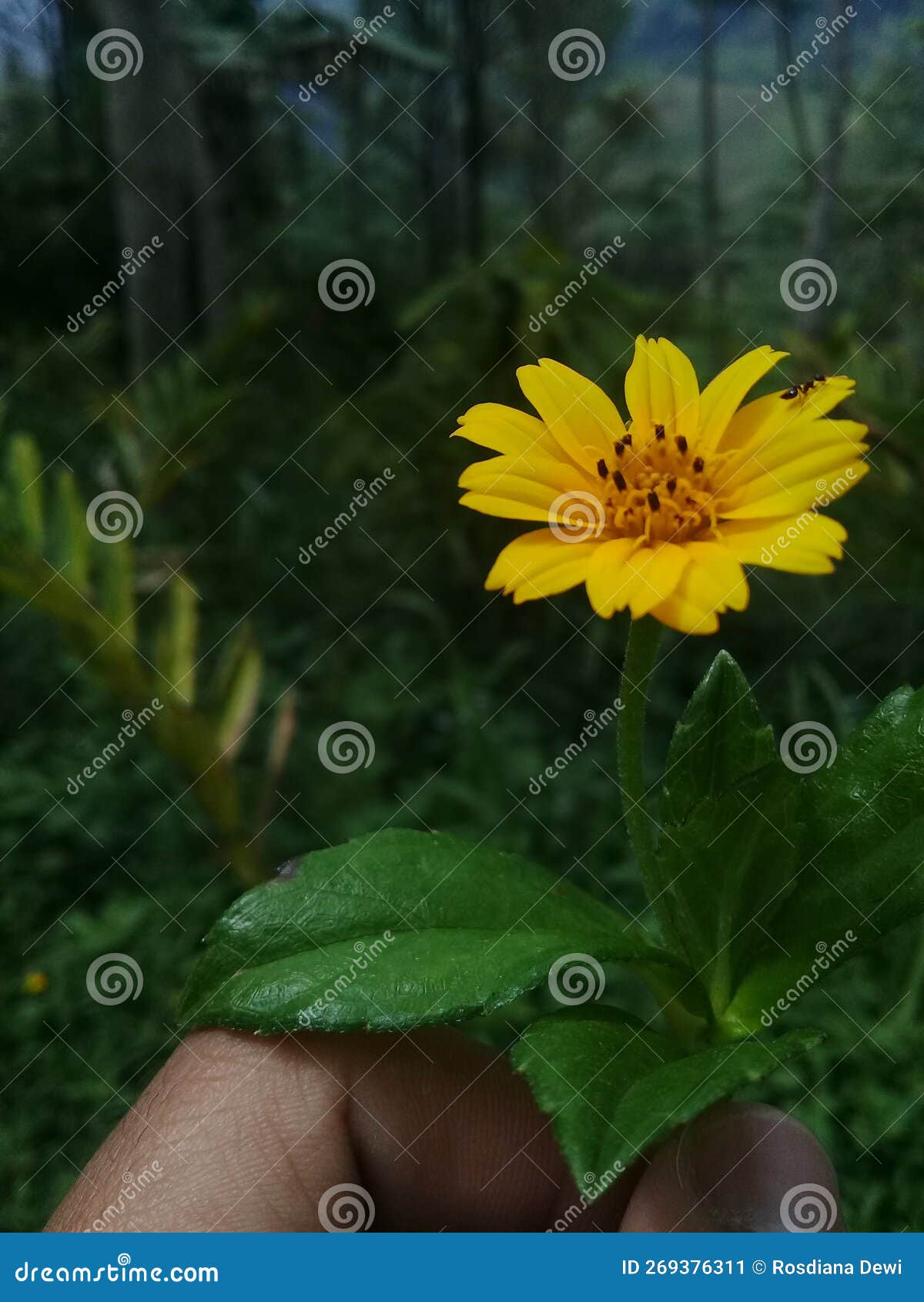 Very Beautiful Flowers are Picked after the Rain Falls Stock Image ...