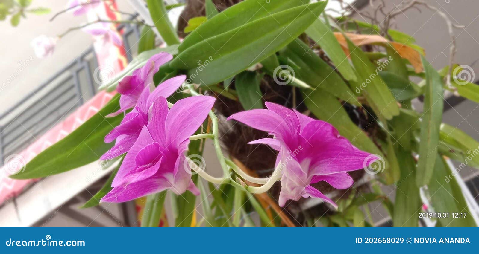 A Very Beautiful and Fragrant Orchid Plant Stock Image - Image of ...