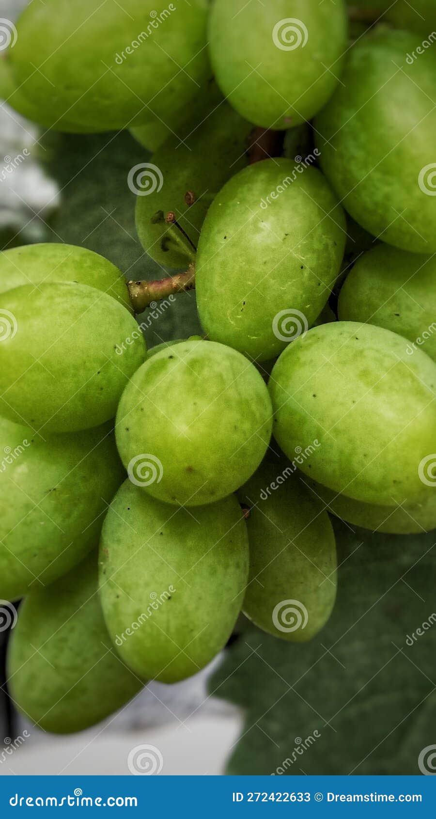 Very Beautiful Fresh Green Shape, this Grape is Very Sweet in Taste ...
