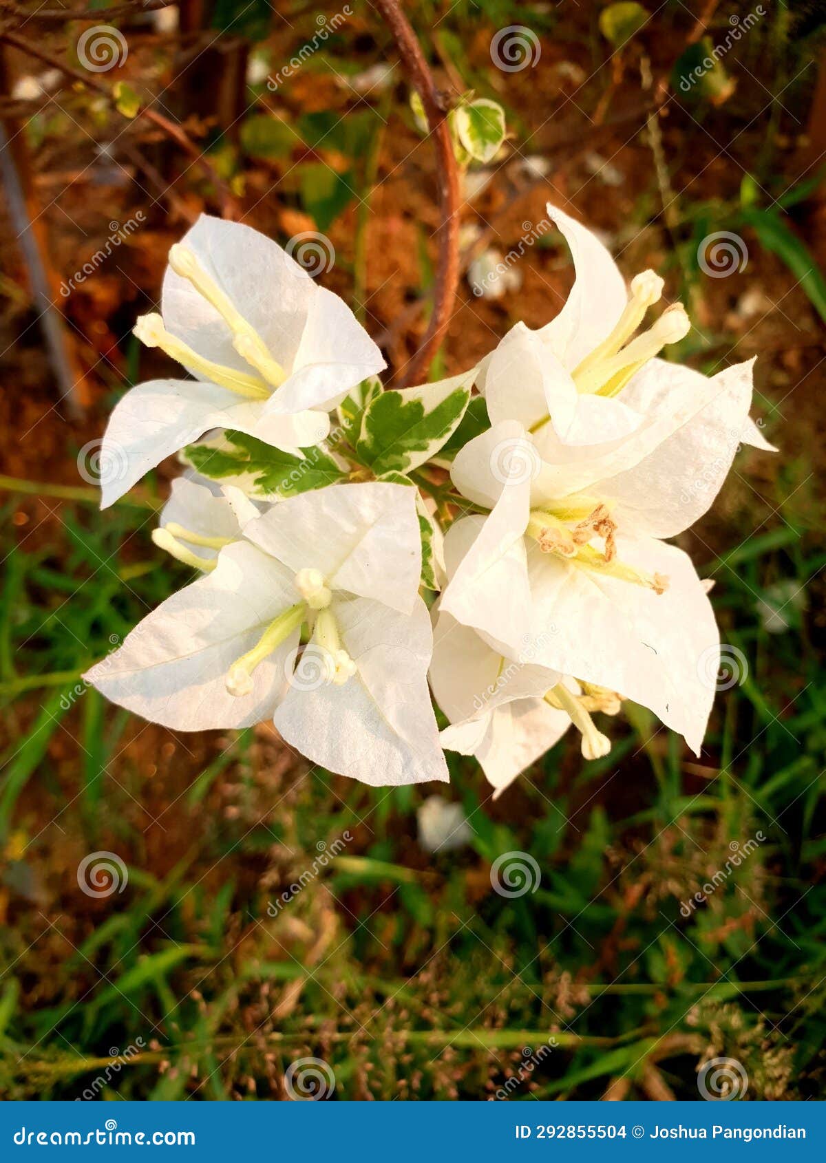 Very Beautiful and Fresh White Flower Petals Stock Photo - Image of ...