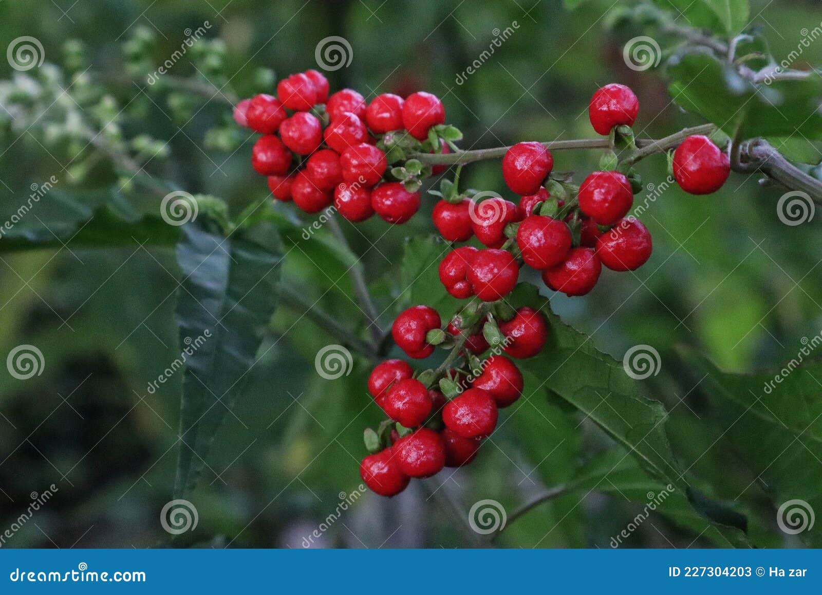 Very Beautiful Fruit Tree Seeds in the Forest. Stock Image - Image of ...