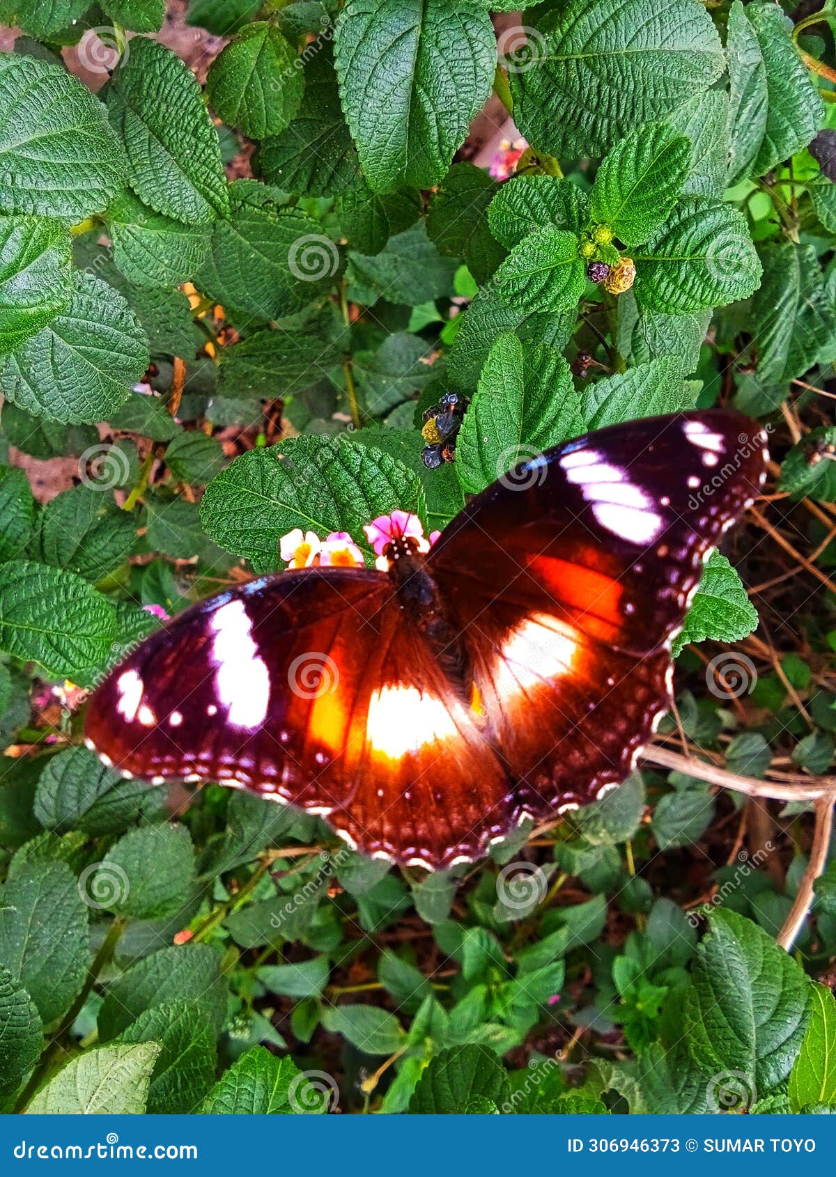 A Very Beautiful and Graceful Butterfly Stock Image - Image of jungle ...