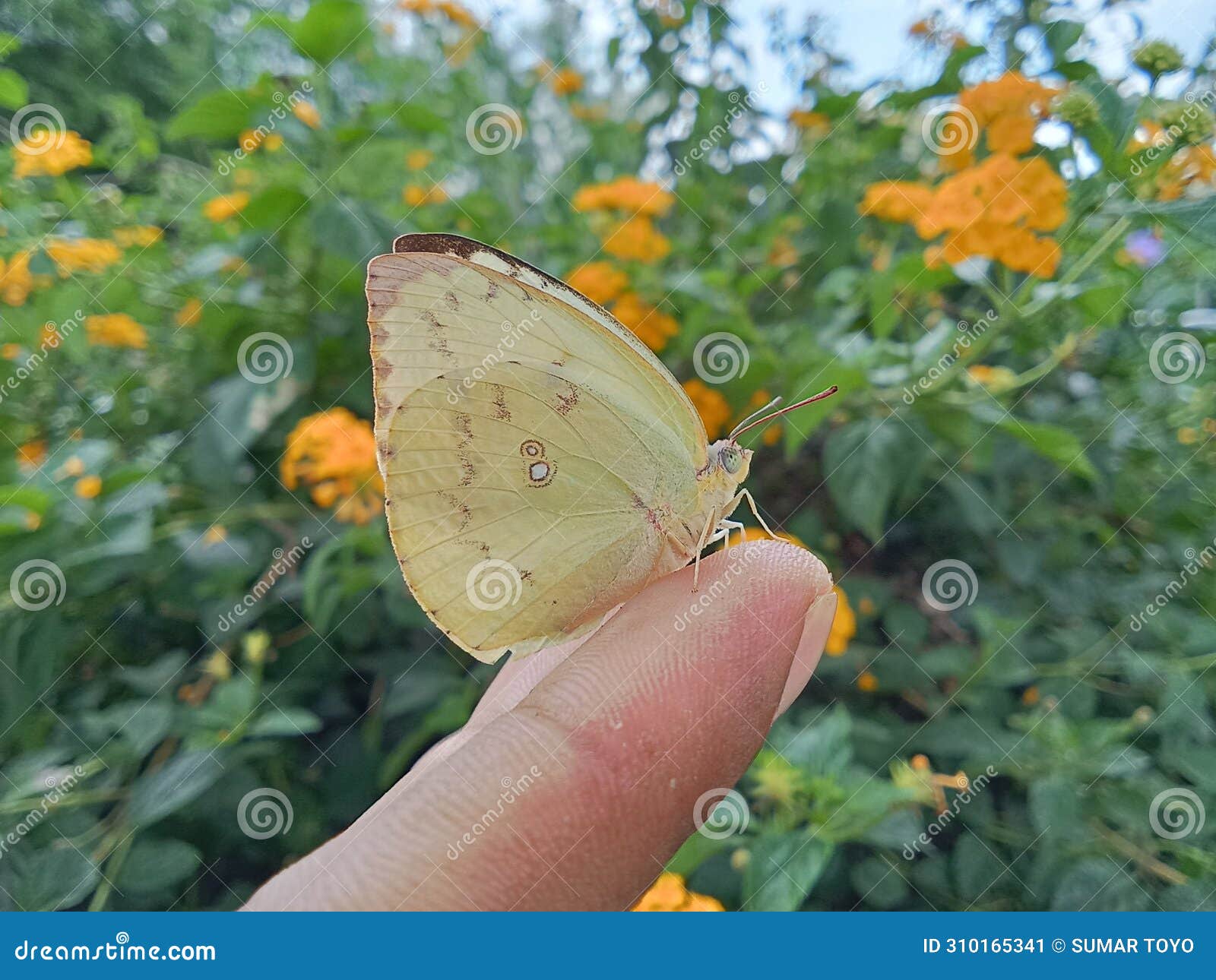 A Very Beautiful and Graceful Butterfly Stock Image - Image of pieridae ...