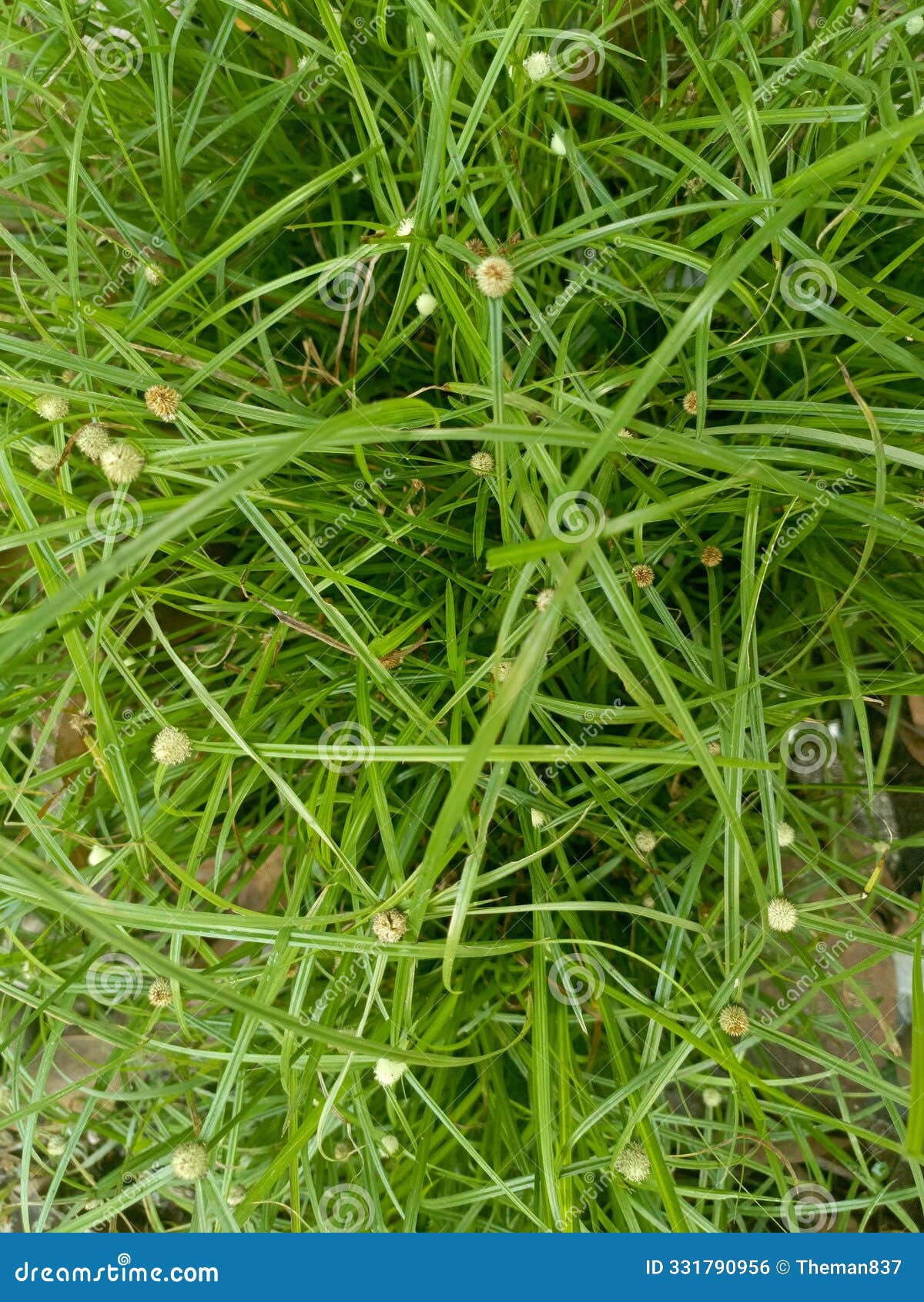 Very Beautiful Green Grass Wallpaper Stock Photo - Image of grass ...