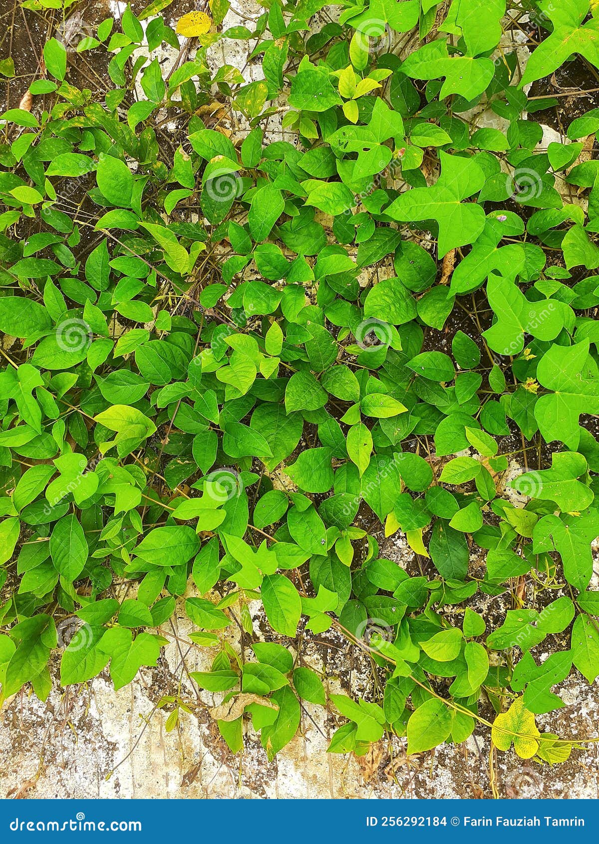 A Very Beautiful Green Leafy Creeper Stock Photo - Image of deciduous ...
