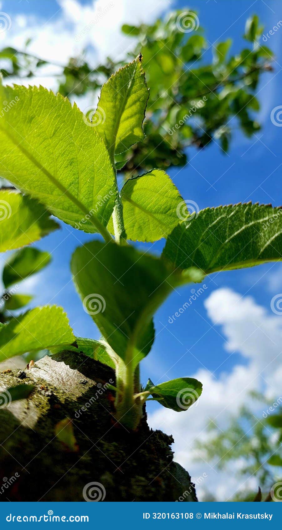 Leaves on an Apple Tree from a Typical Perspective Stock Photo - Image ...