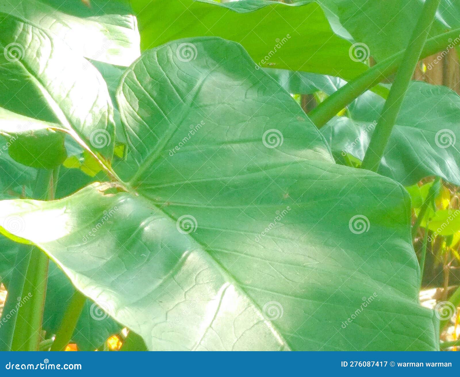 Very Beautiful Green Leaves with a Unique Shape Stock Image - Image of ...