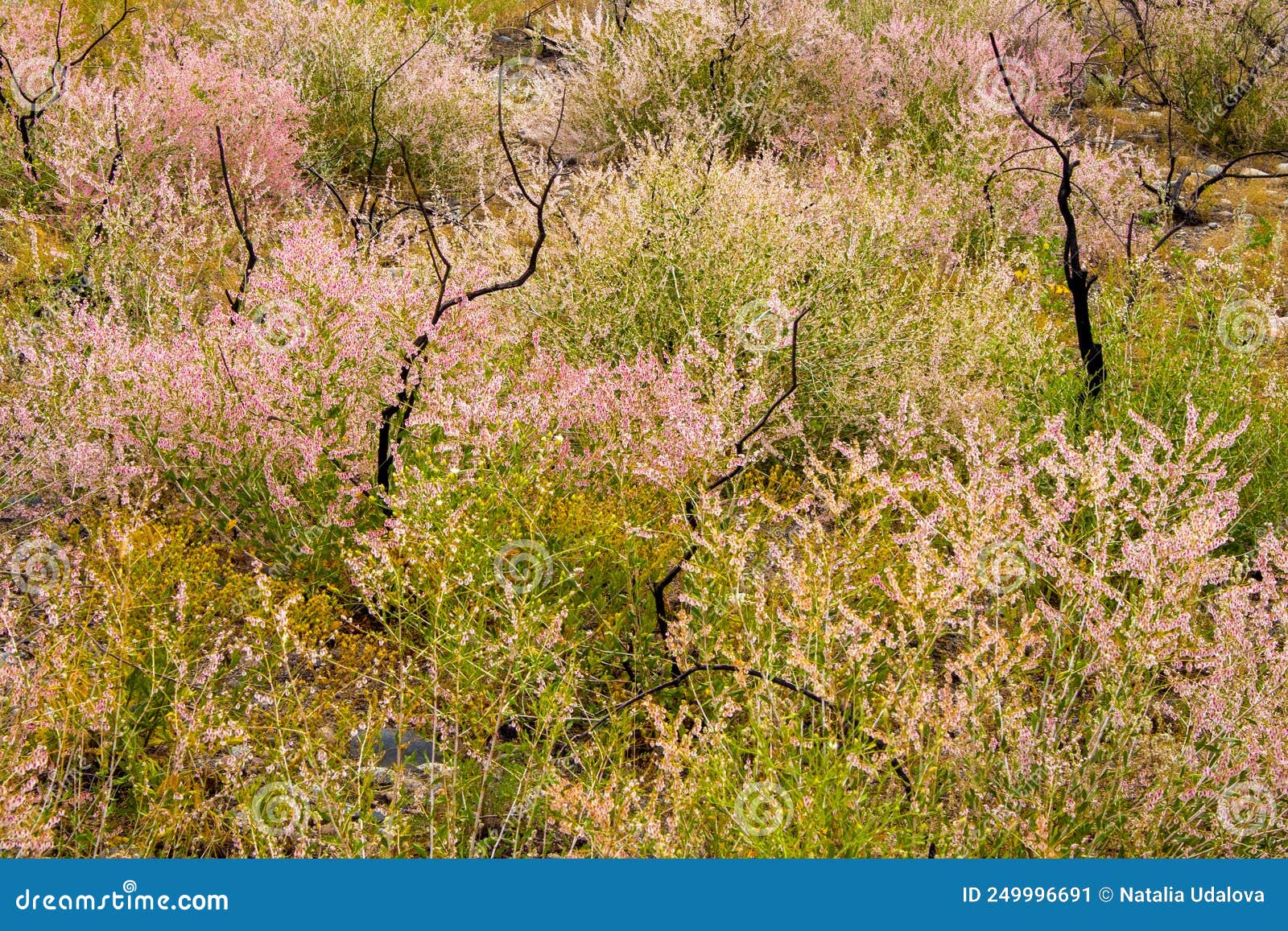 Beautiful Green Rose Bushes Stock Image - Image of autumn, shrub: 249996691