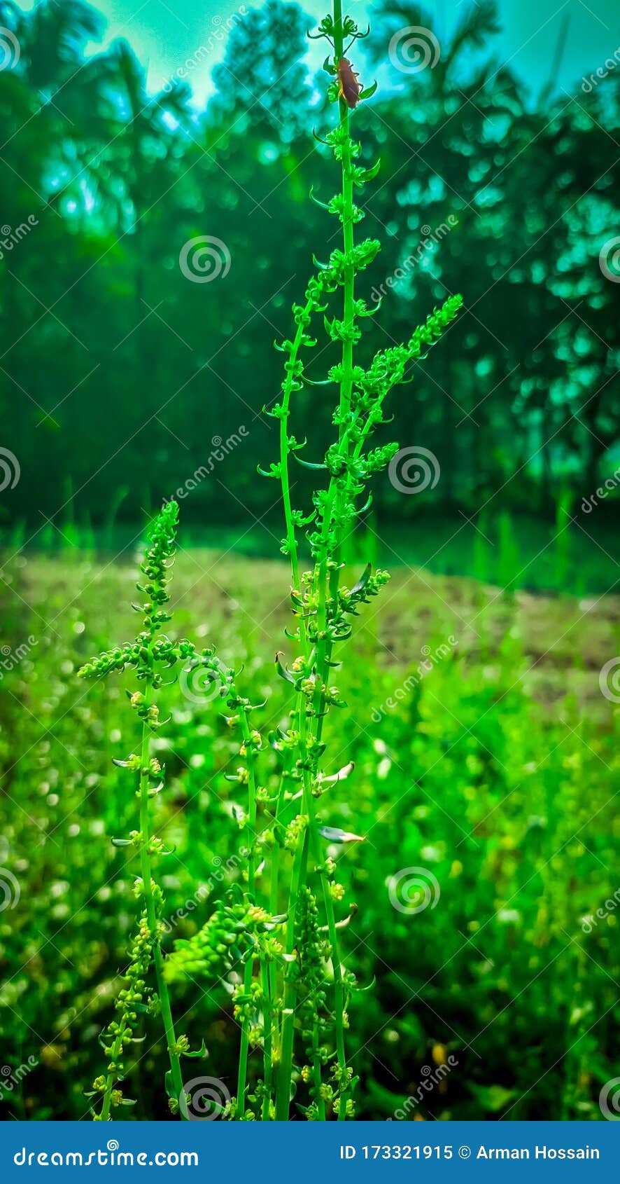 Very Beautiful a Green Tree Stock Image - Image of font, decor: 173321915