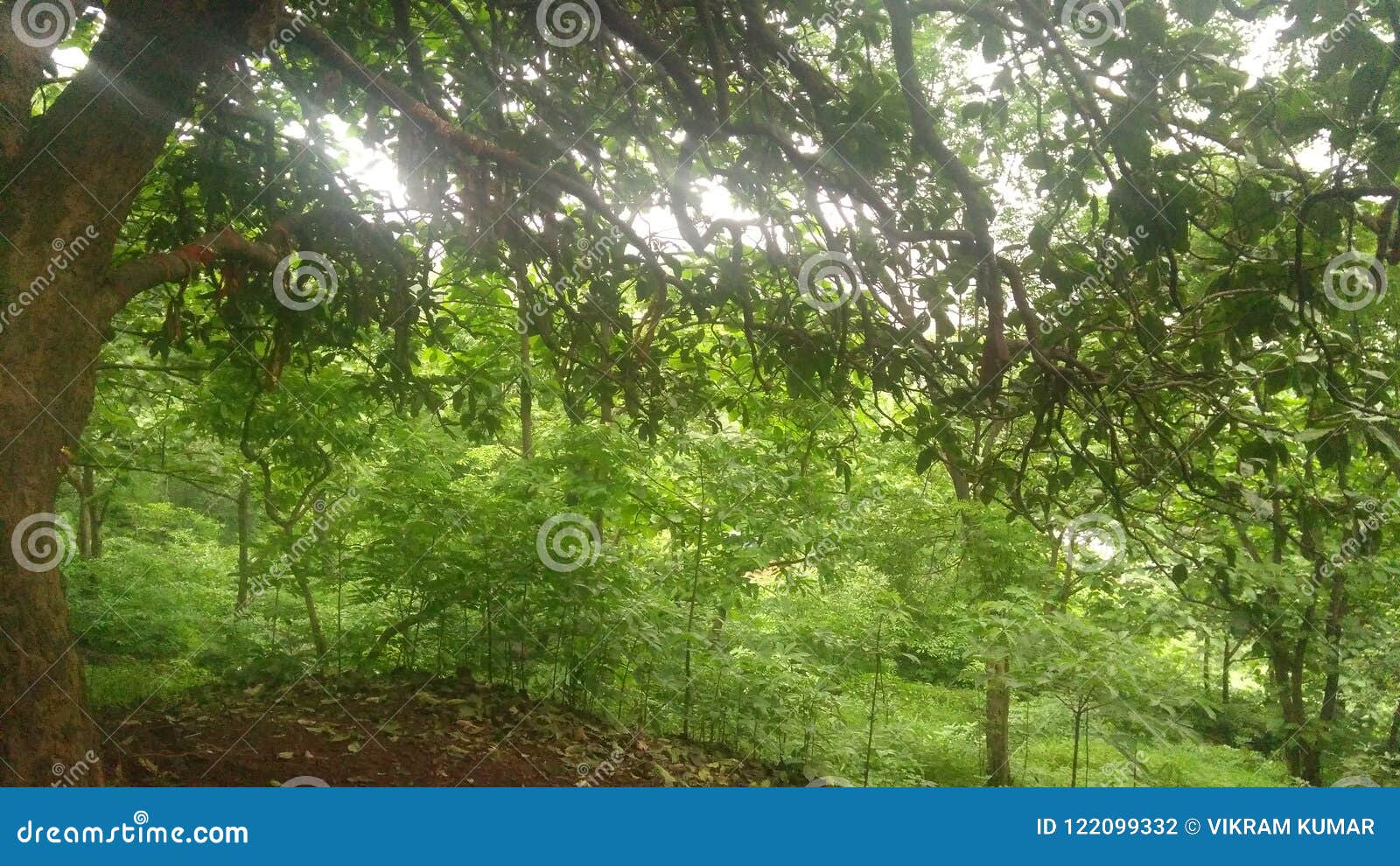 Green tree stock photo. Image of trees, beautiful, green - 122099332
