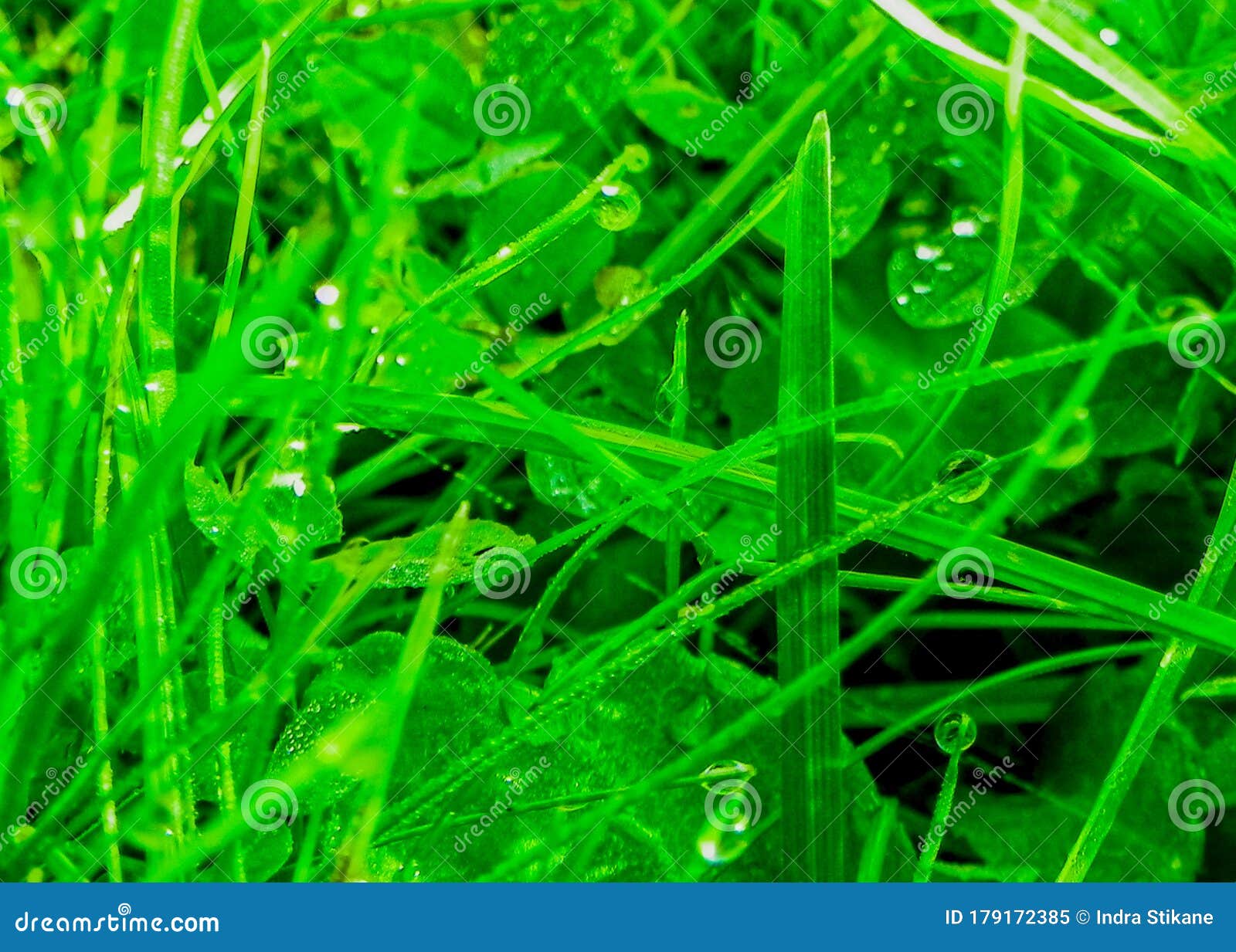 Very Beautiful Greenery with Drops after the Rain Stock Image - Image ...