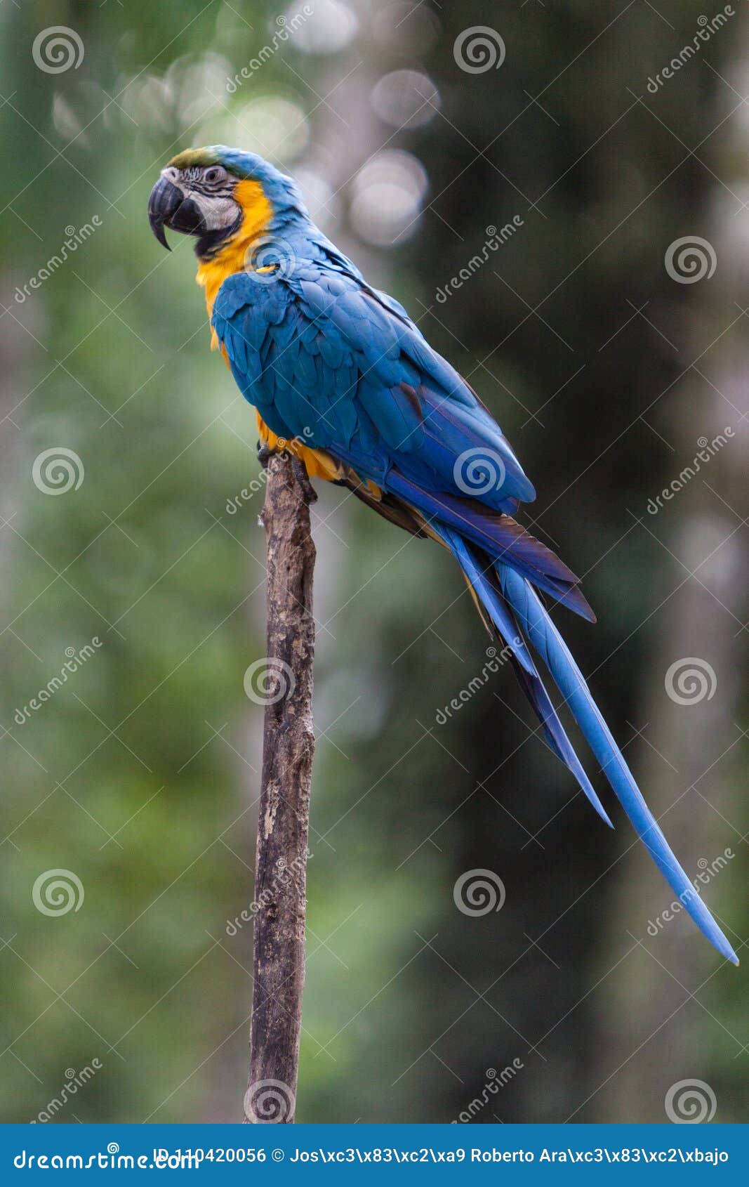 A blue bird of Rio stock photo. Image of crying, beautiful - 110420056
