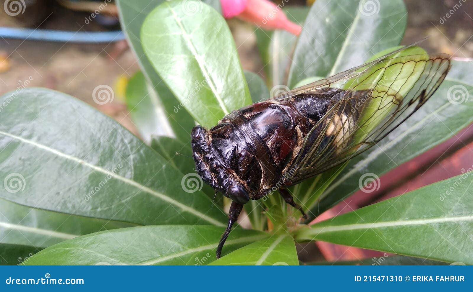 Very Beautiful Insects Basking in the Sun Stock Photo - Image of ...
