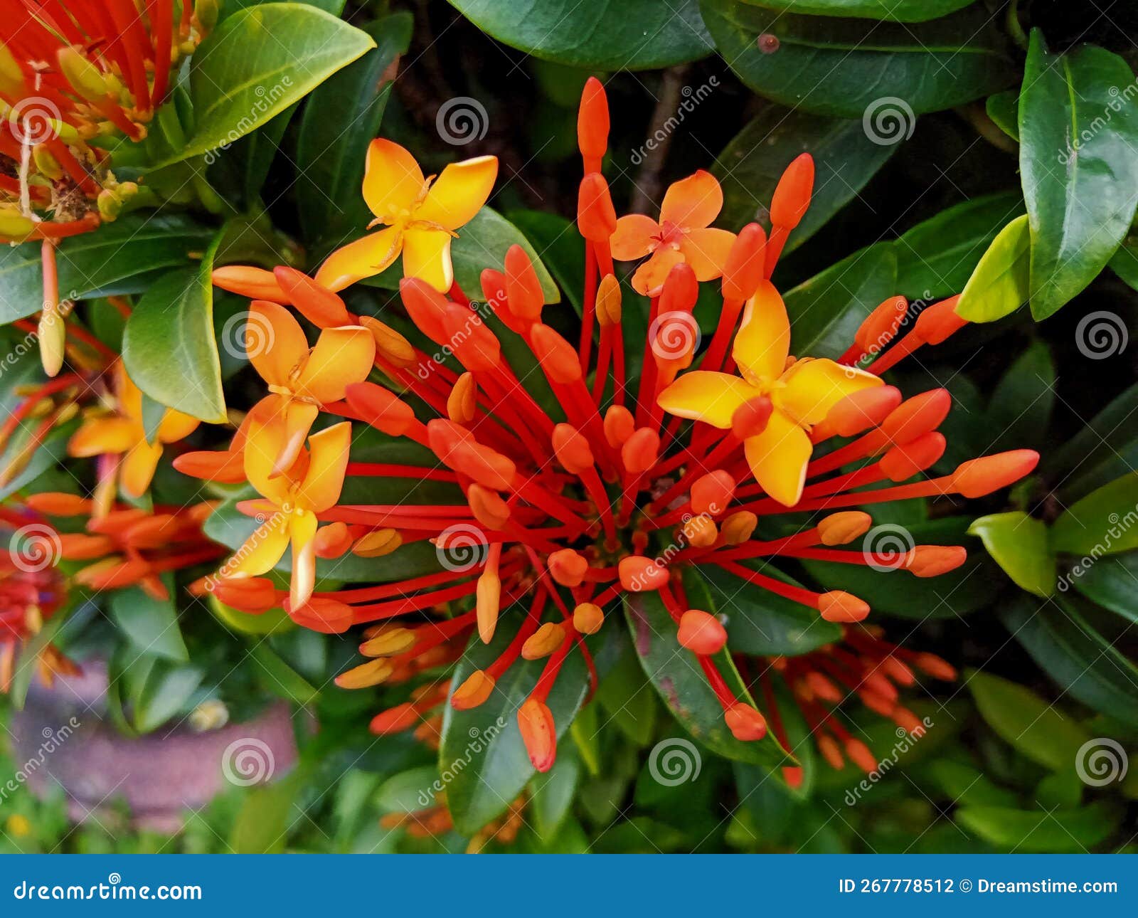 Very Beautiful Ixora Chinensis Plant Stock Photo - Image of nature ...