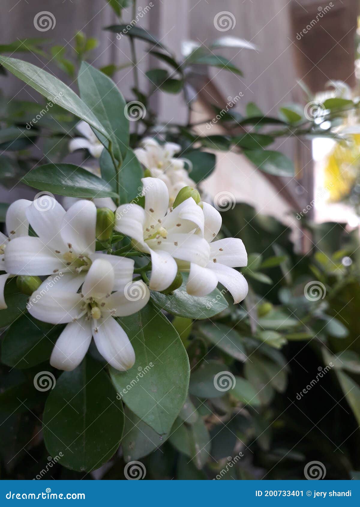 Very beautiful jasmine stock image. Image of tree, petal - 200733401