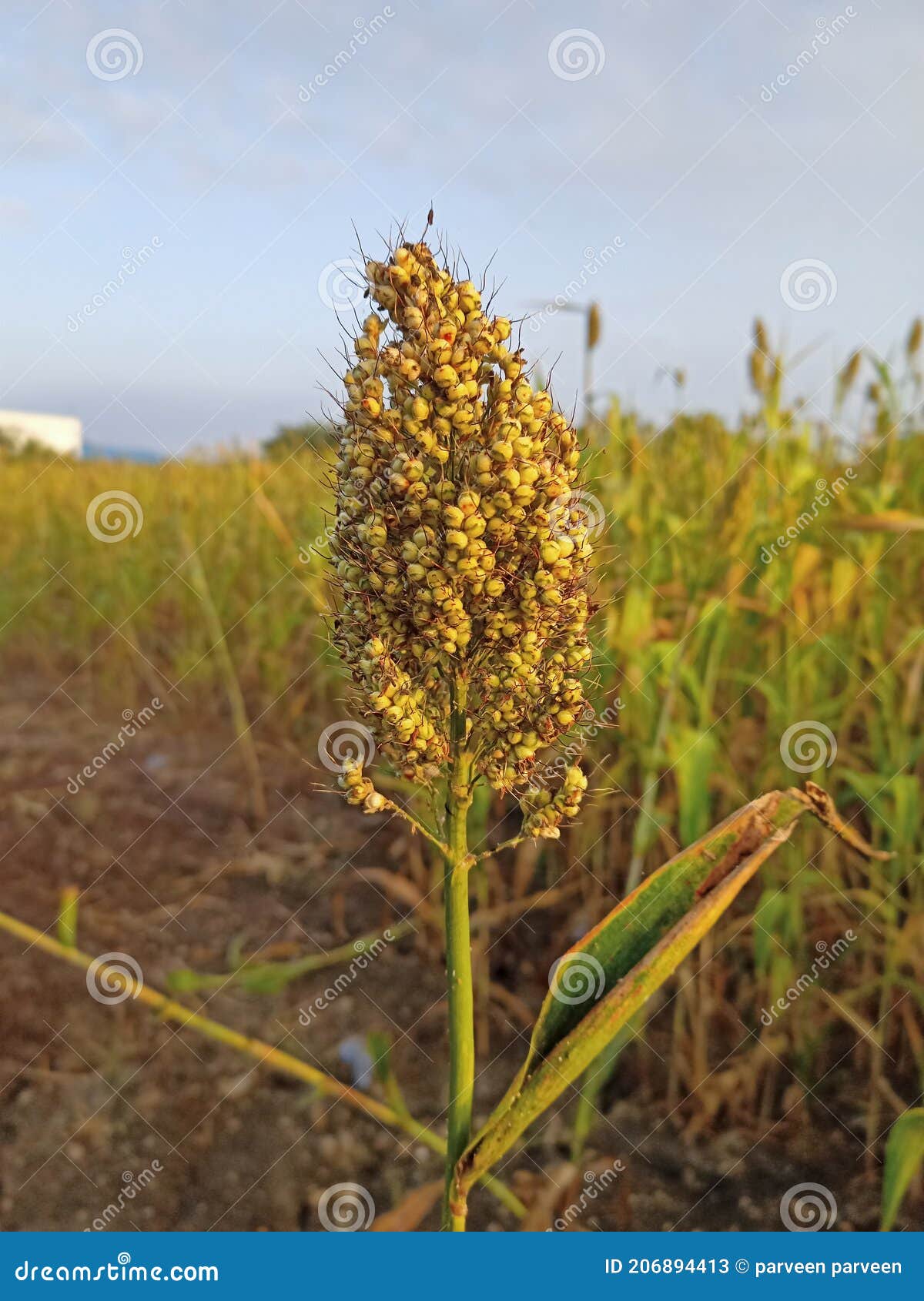 Jawaar Plant Photos - Free & Royalty-Free Stock Photos from Dreamstime