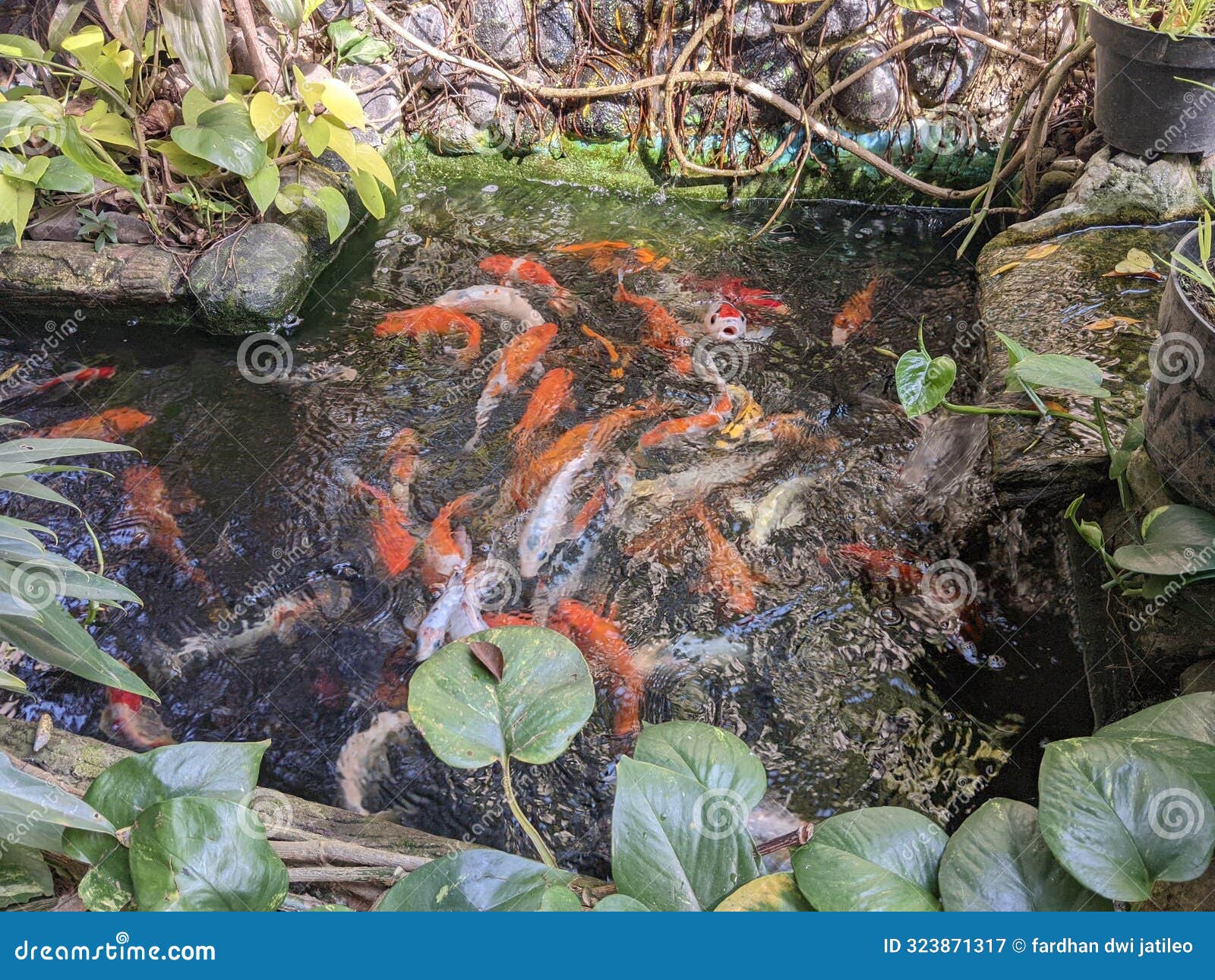 Very Beautiful Koi Fish in a Beautiful Pond Stock Image - Image of ...