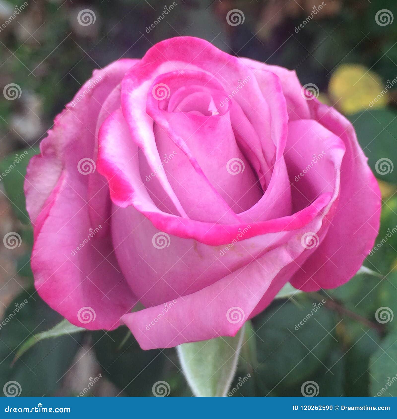 A lavender rose stock image. Image of lavender, colored - 120262599