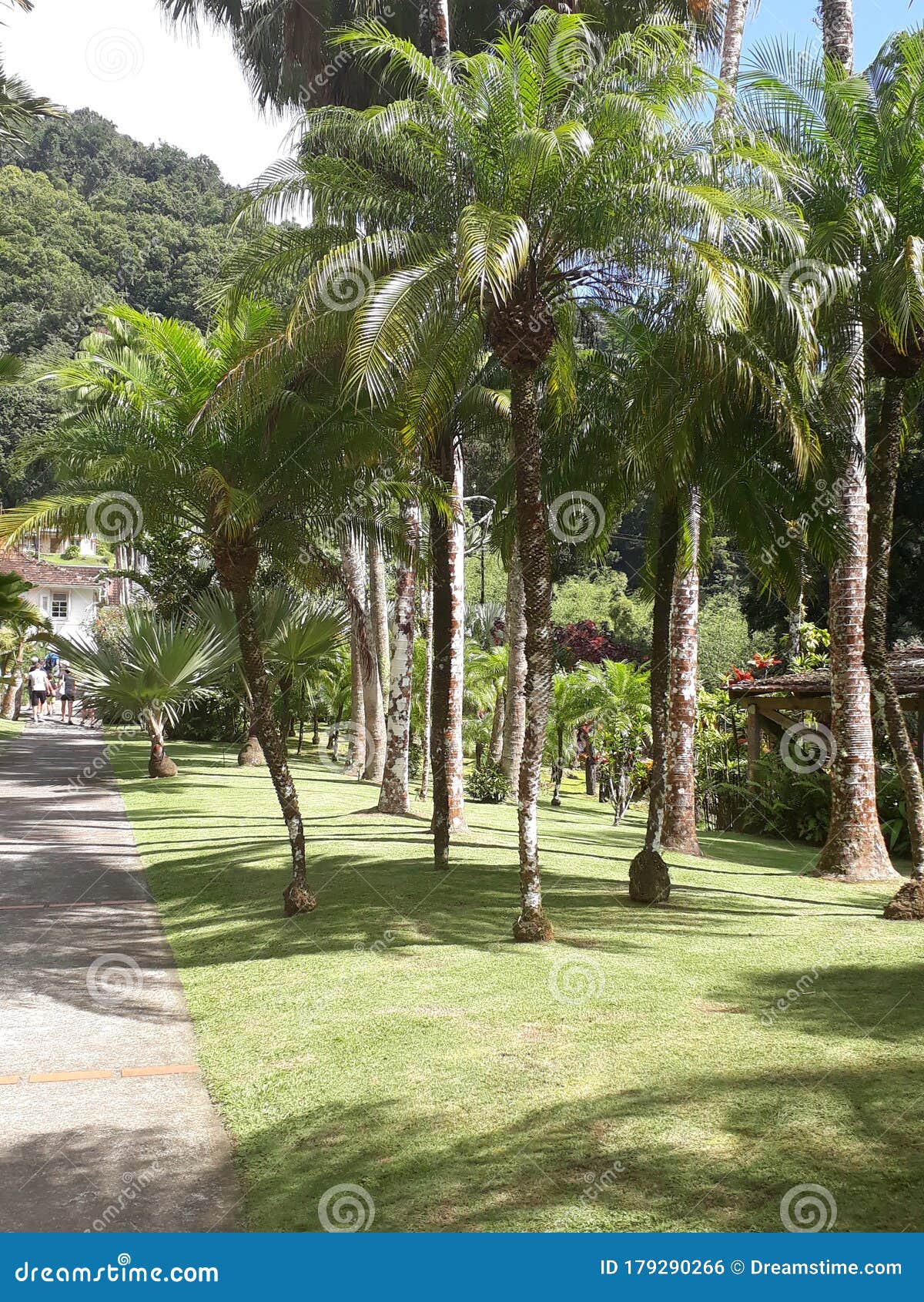 Very Beautiful Little Palm Tree Stock Photo - Image of forest, flower ...