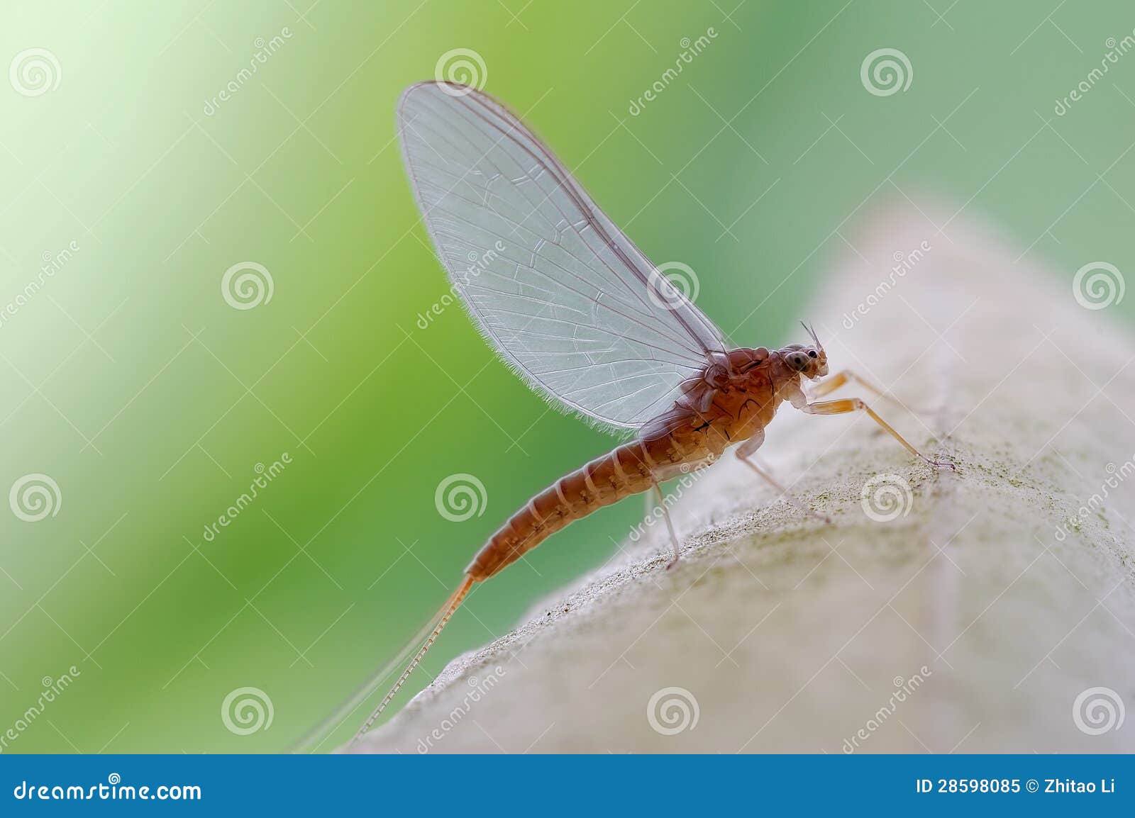Very beautiful mayfly stock image. Image of insects, nice - 28598085