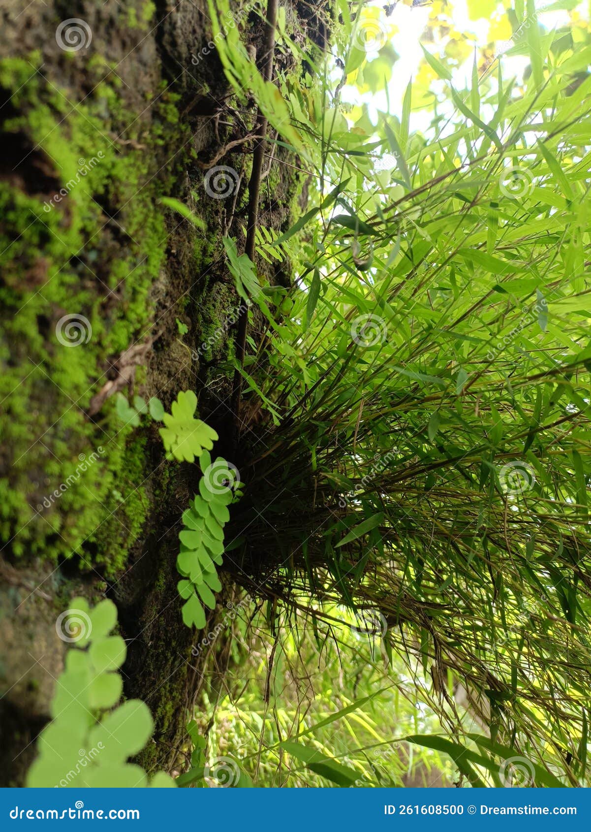 Very Beautiful Mini Bamboo Tree Stock Photo - Image of plant, green ...