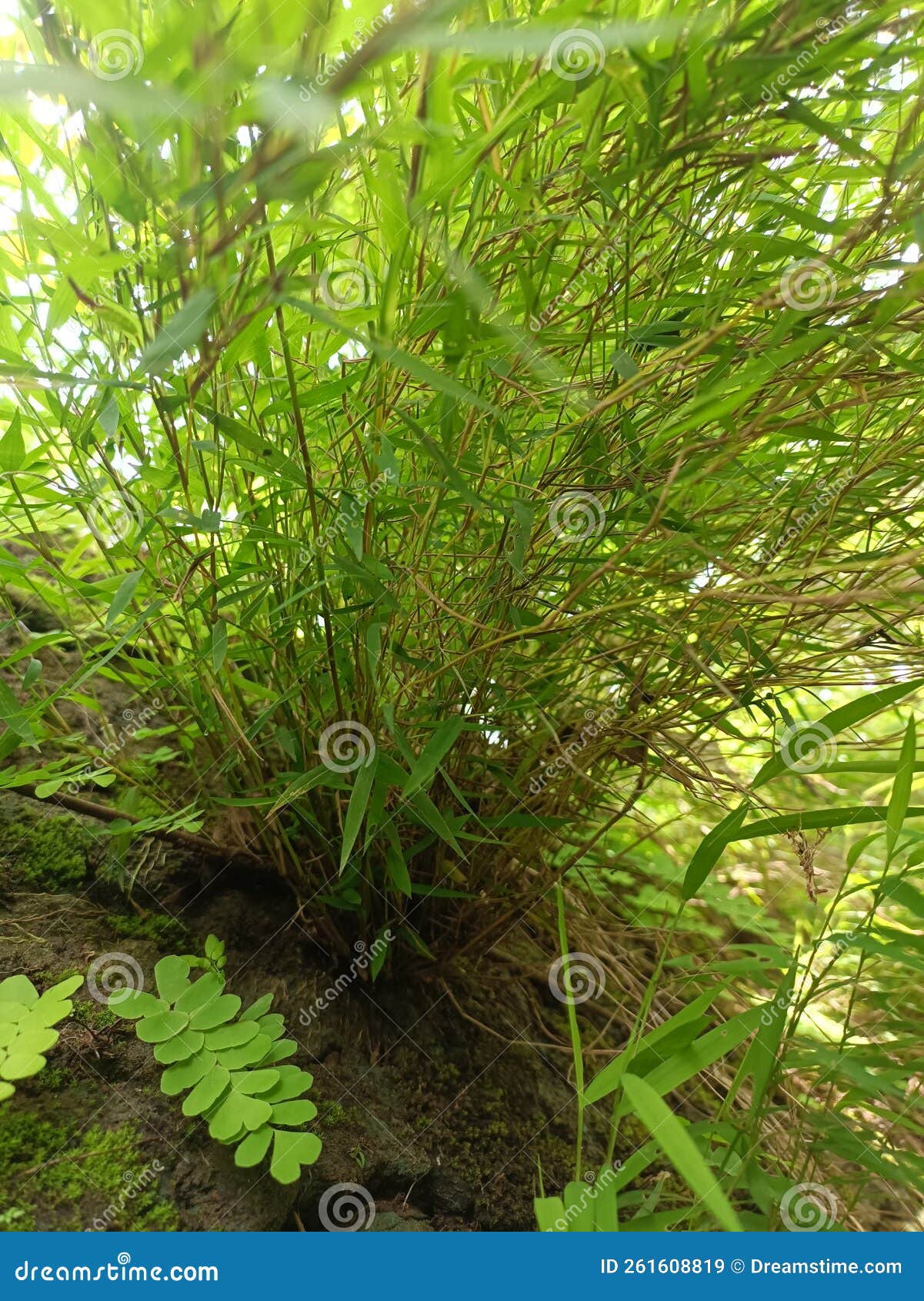 Very Beautiful Mini Bamboo Tree Stock Image - Image of amazing, tree ...