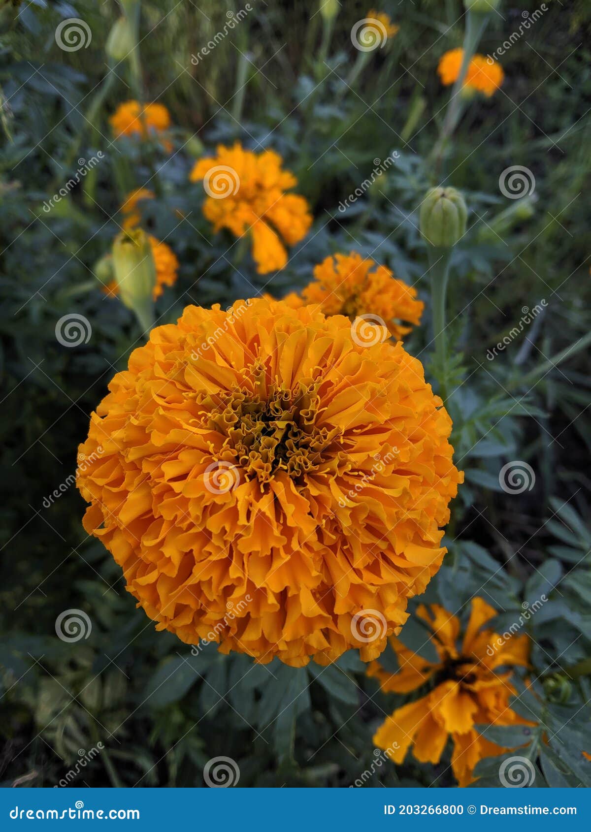 The Very Beautiful Mitir Flower Stock Photo - Image of beautiful ...