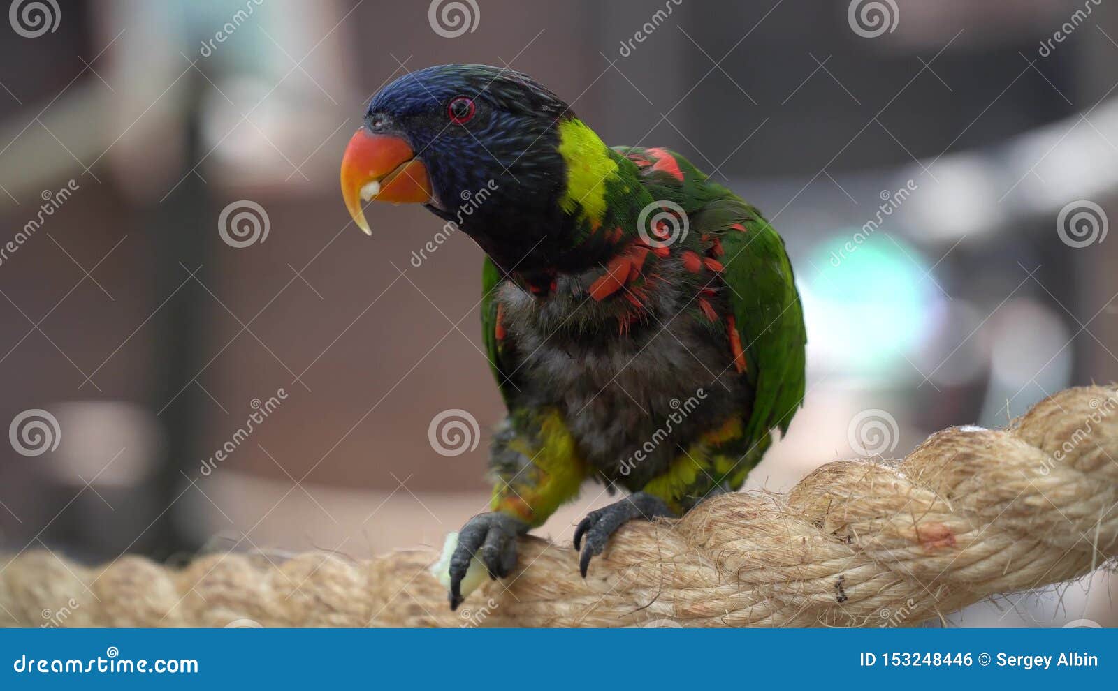 Very Beautiful Motley Parrot Lori Stock Footage - Video of color ...