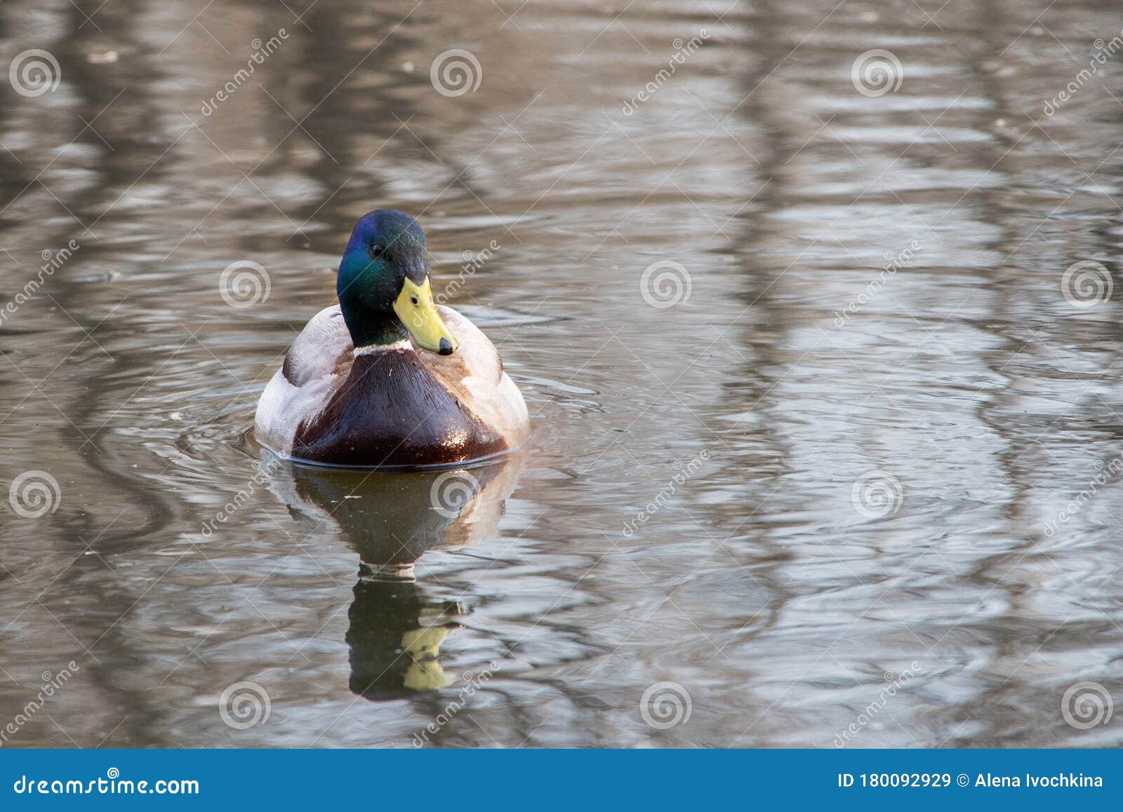 Very Beautiful Multi-colored Duck Drake Floating on the Water, Close-up ...