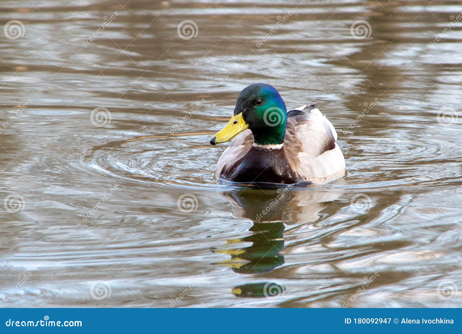 Very Beautiful Multi-colored Duck Drake Floating on the Water, Close-up ...