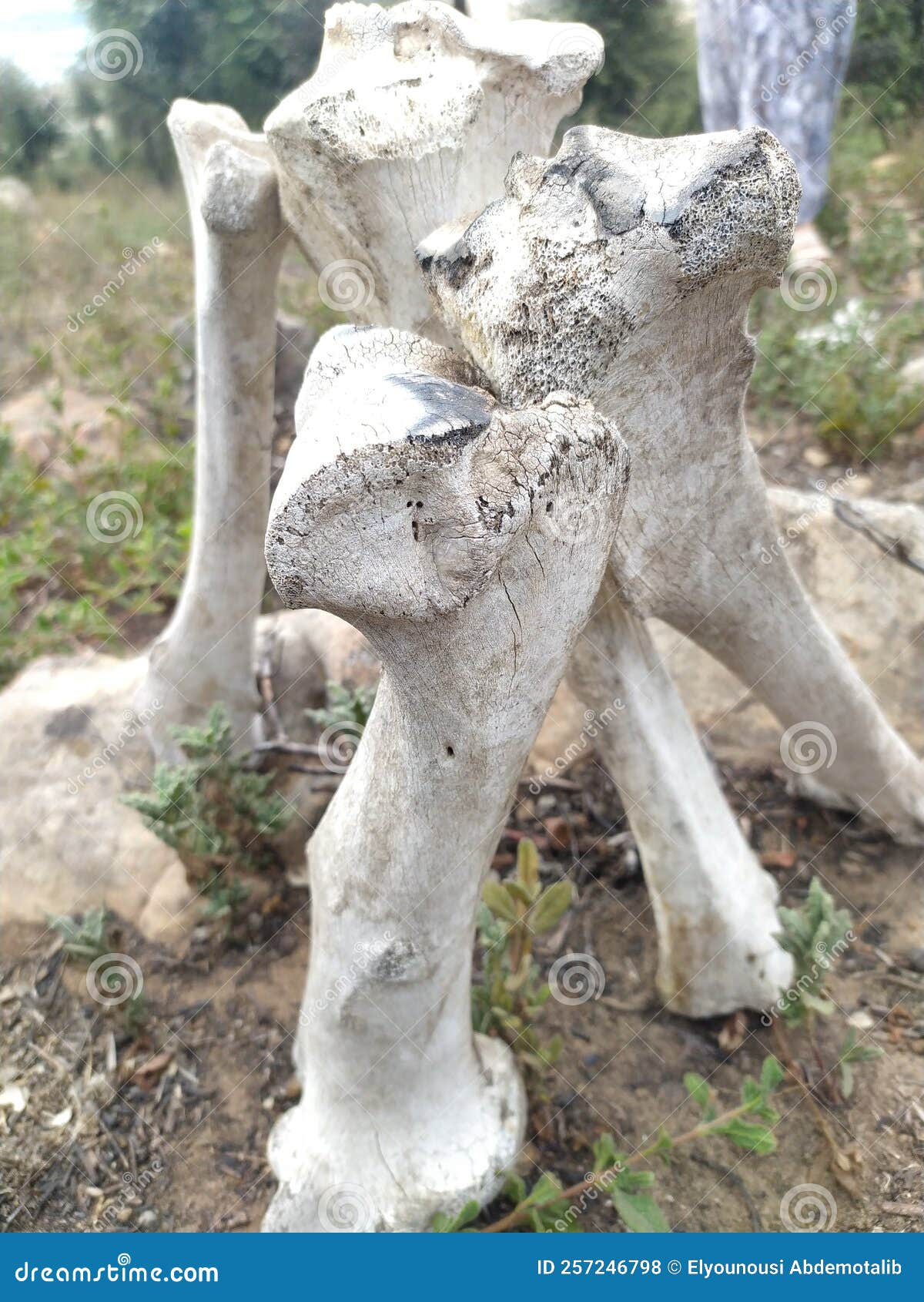 Very Beautiful and Natural Bone Image Stock Photo - Image of beautiful ...