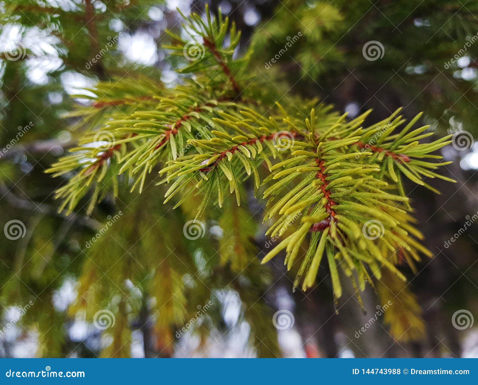 Beautiful Needles and Needles of a Christmas Tree or Pine on a Branch ...