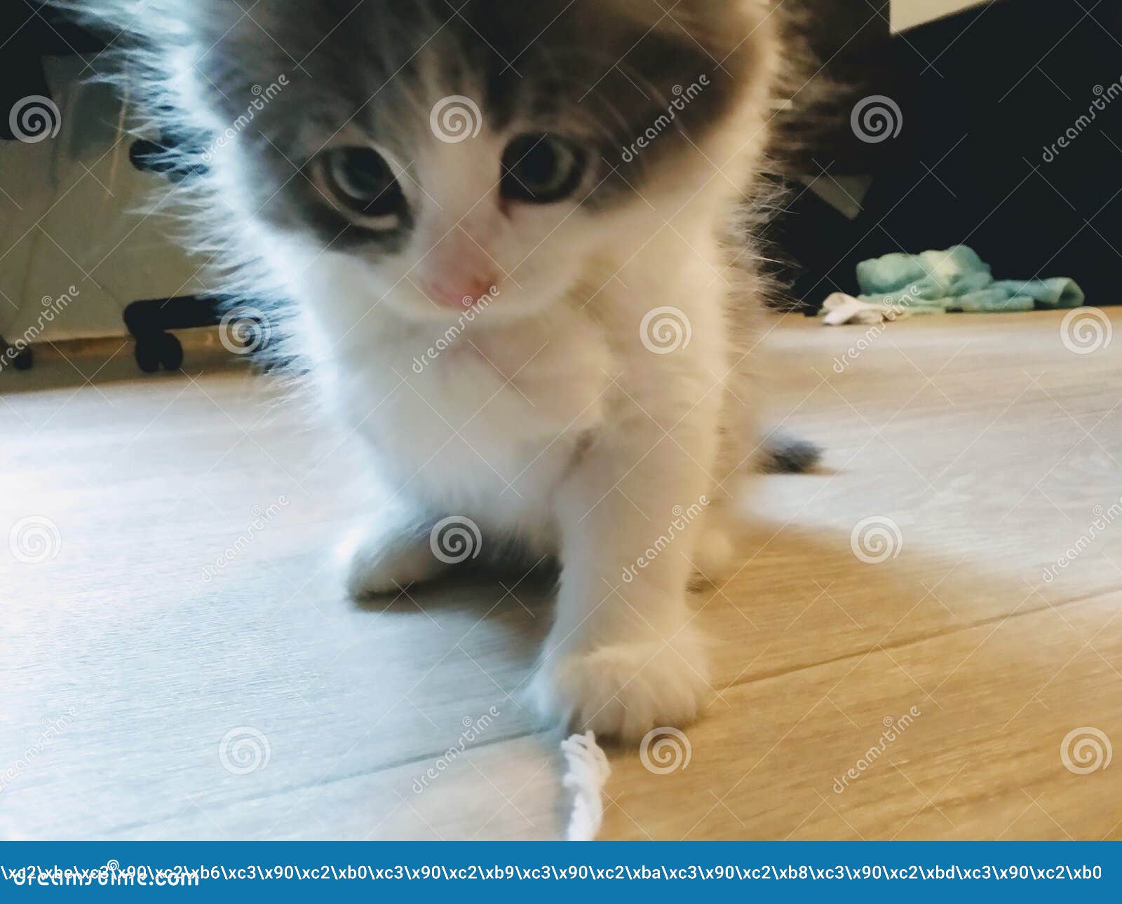 Very Beautiful and Nice Kitty Stock Photo - Image of beautiful, nice ...