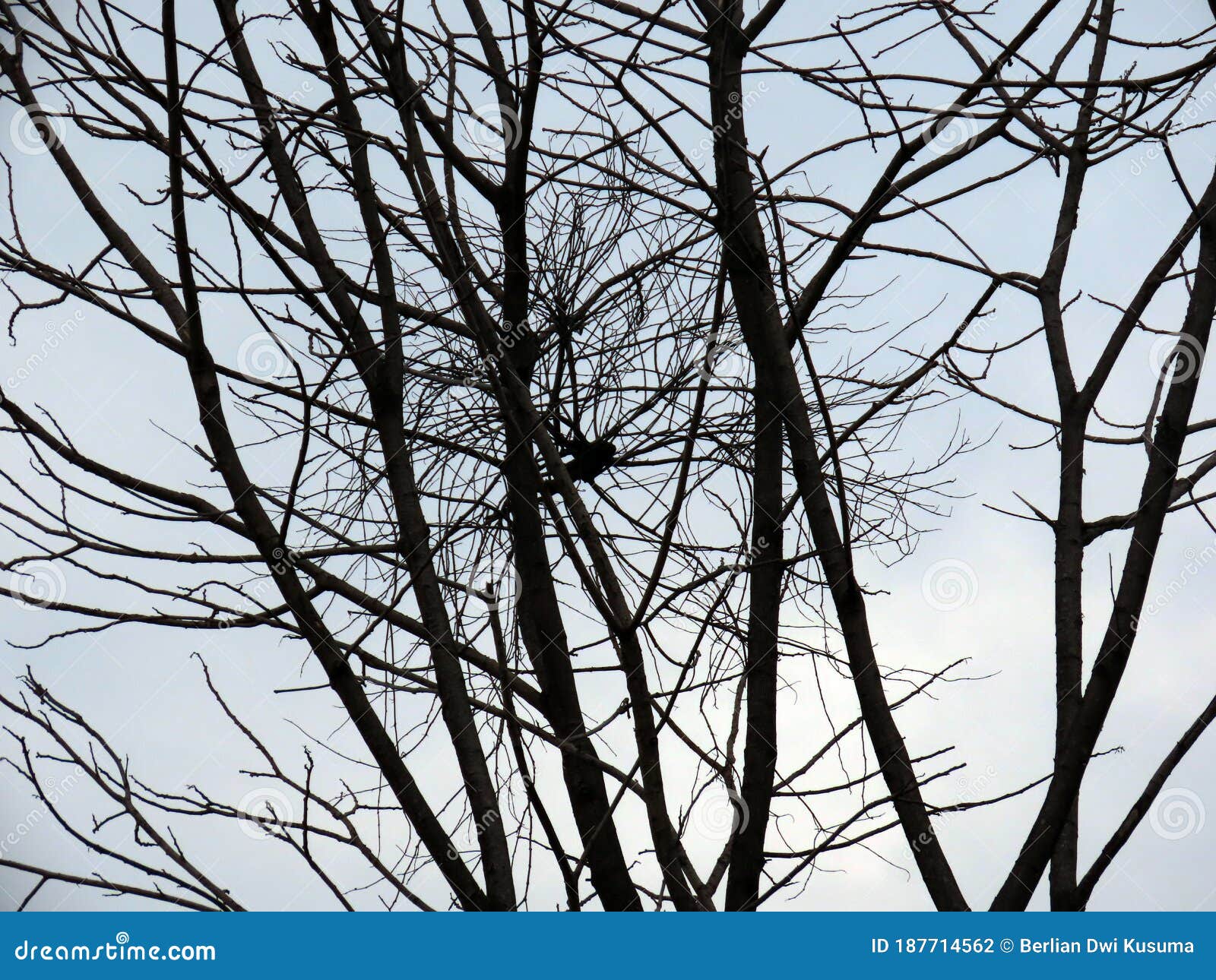 Very Beautiful Old Tree Branches Stock Photo - Image of tree, notebook ...