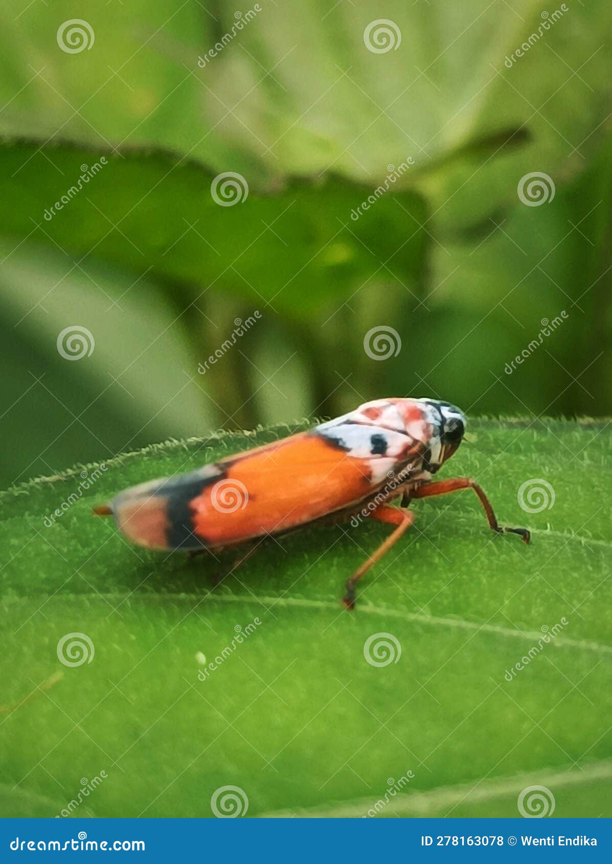 Very Beautiful Orange Insect Stock Photo - Image of insect, green ...