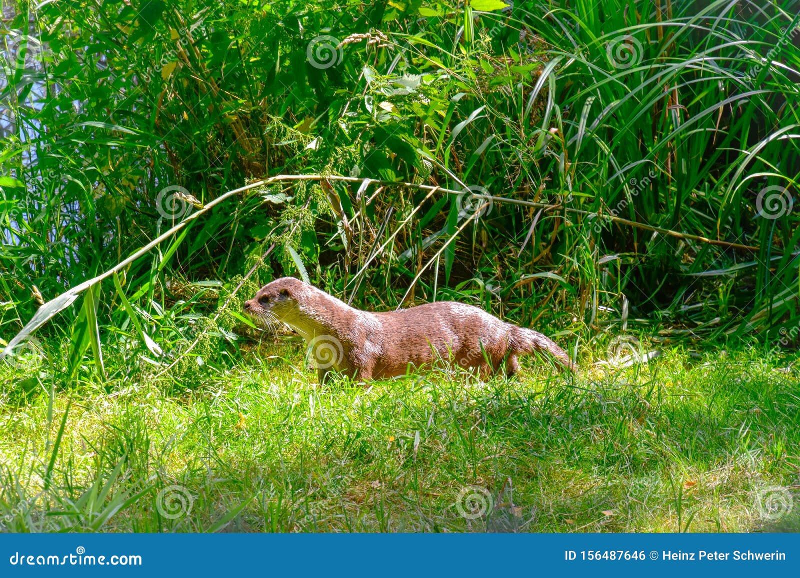 Very beautiful otter stock photo. Image of wild, brown - 156487646